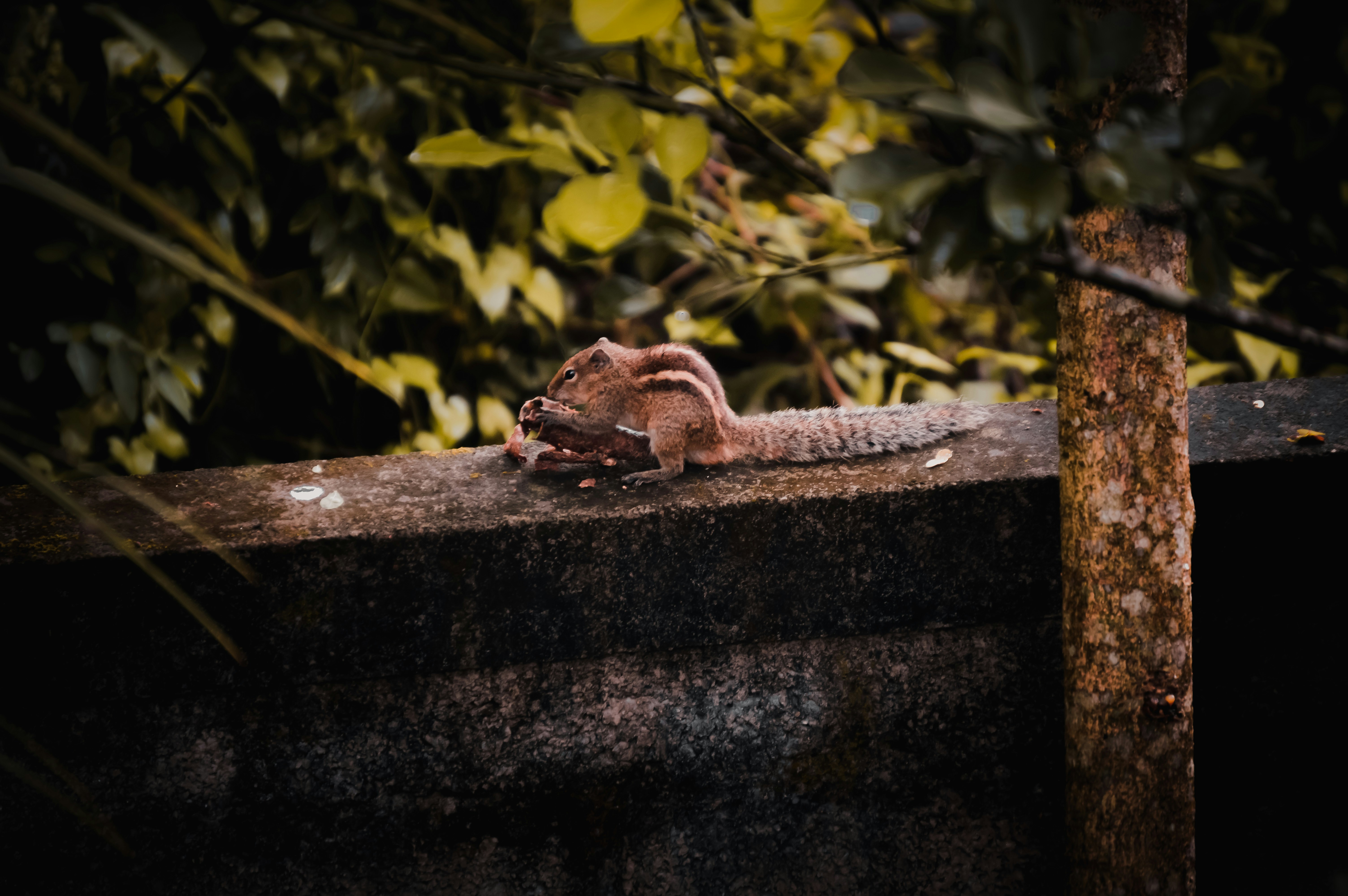 Squirrel on a Weathered Ledge Beneath a Canopy of Green