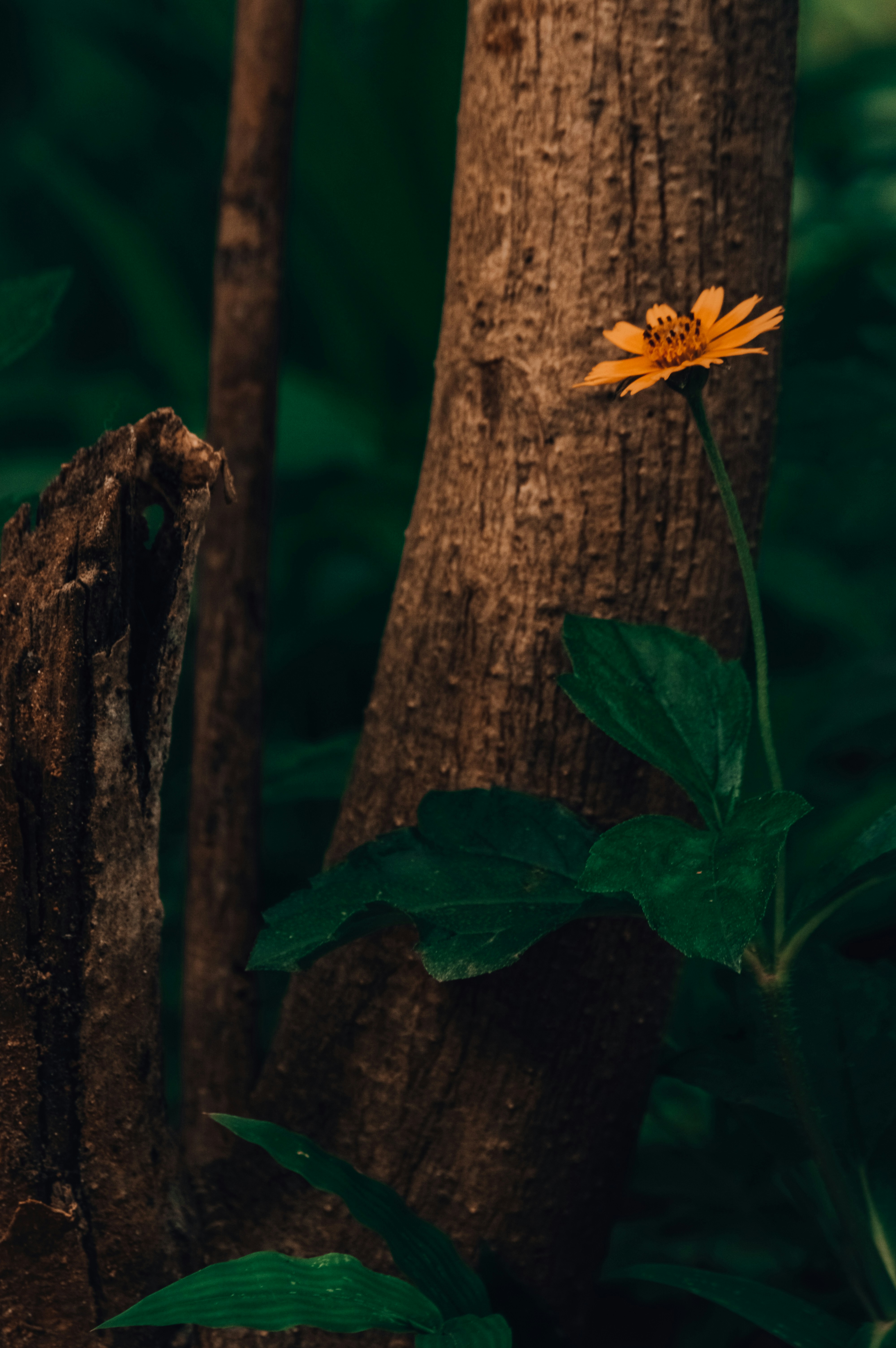 Amber Blossom Clinging to a Weathered Trunk
