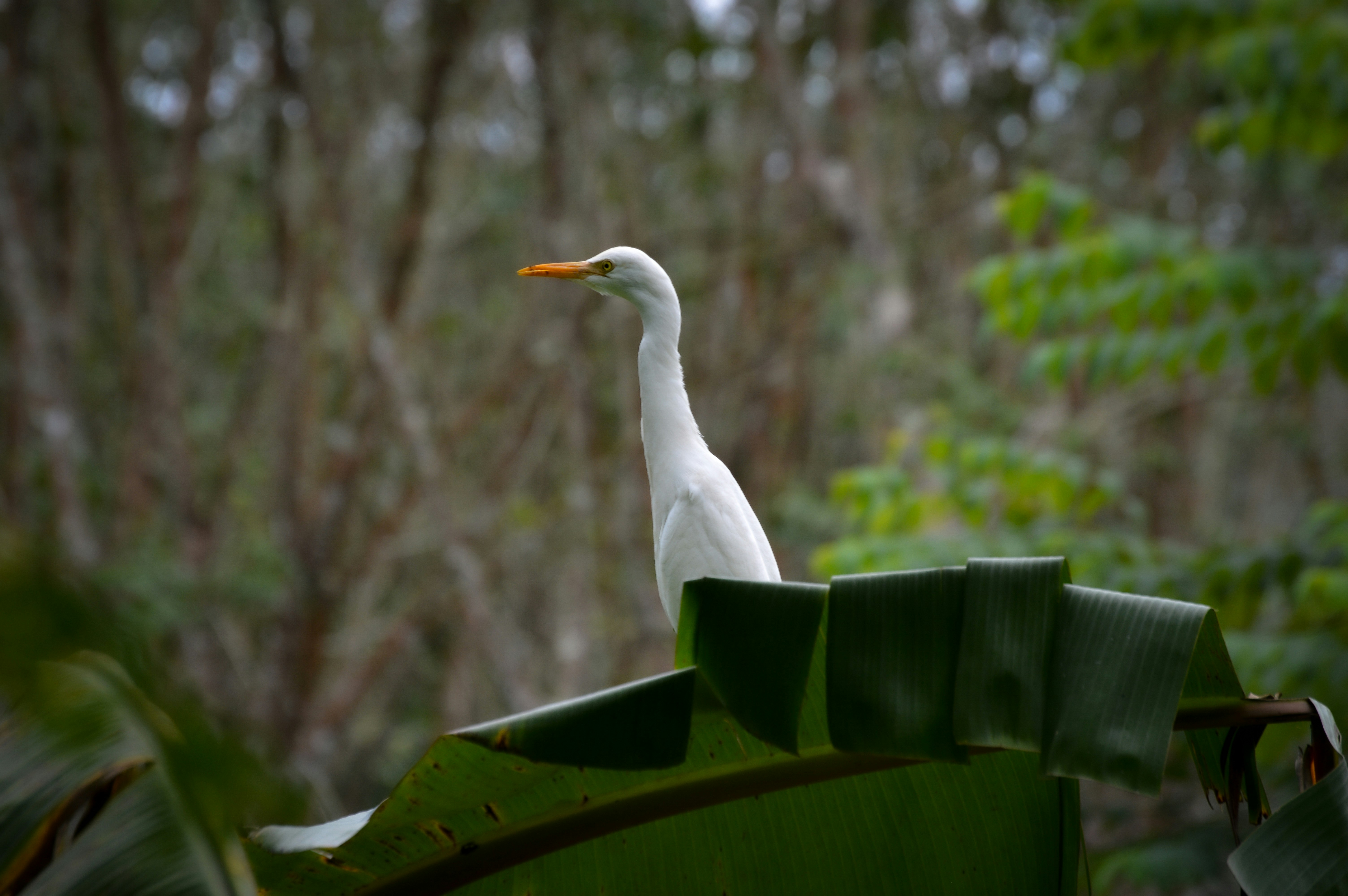 White Heron Perched on a Banana Leaf in a Quiet Rainforest Glade