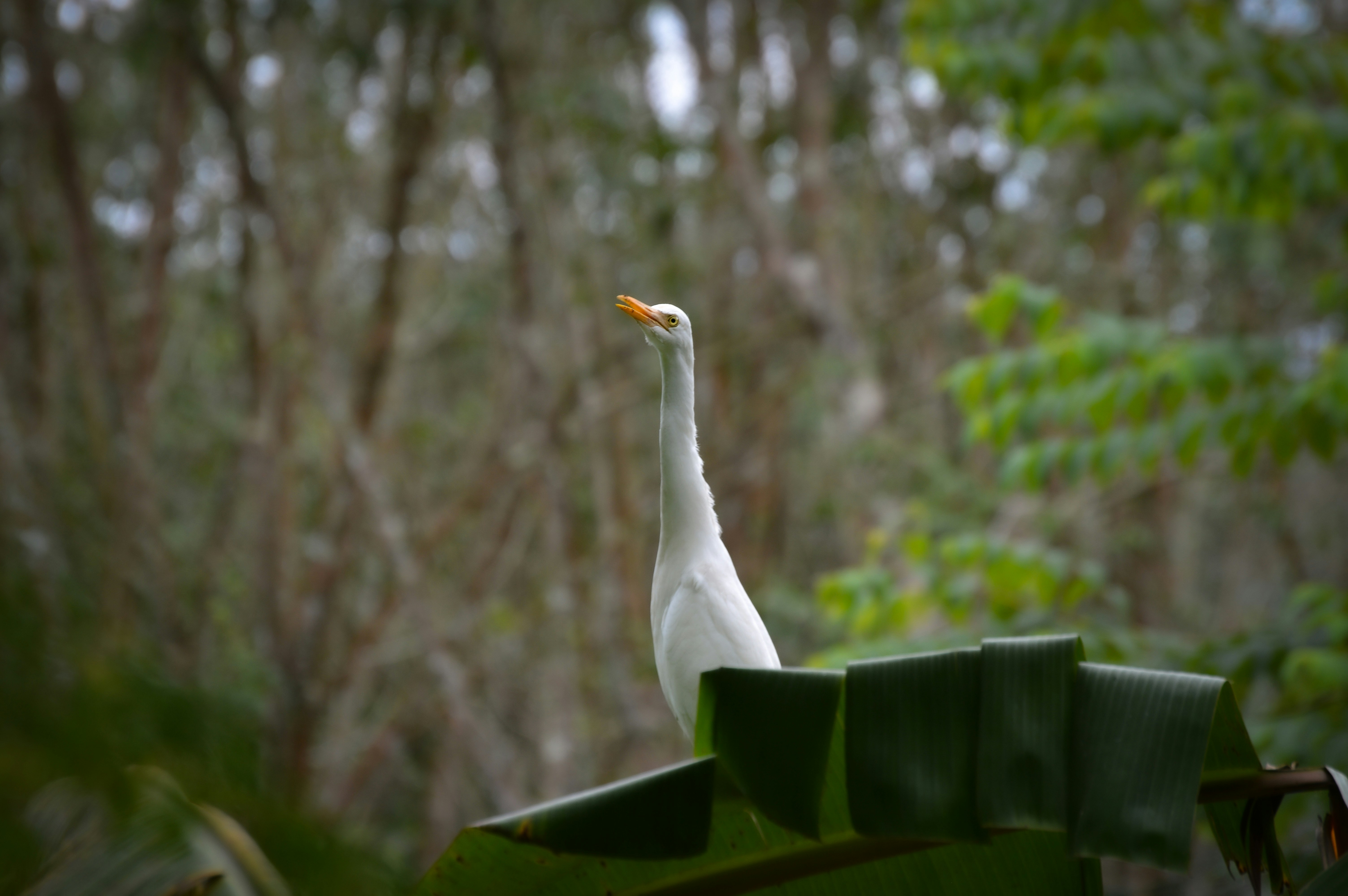 a white bird standing on top of a lush green forest