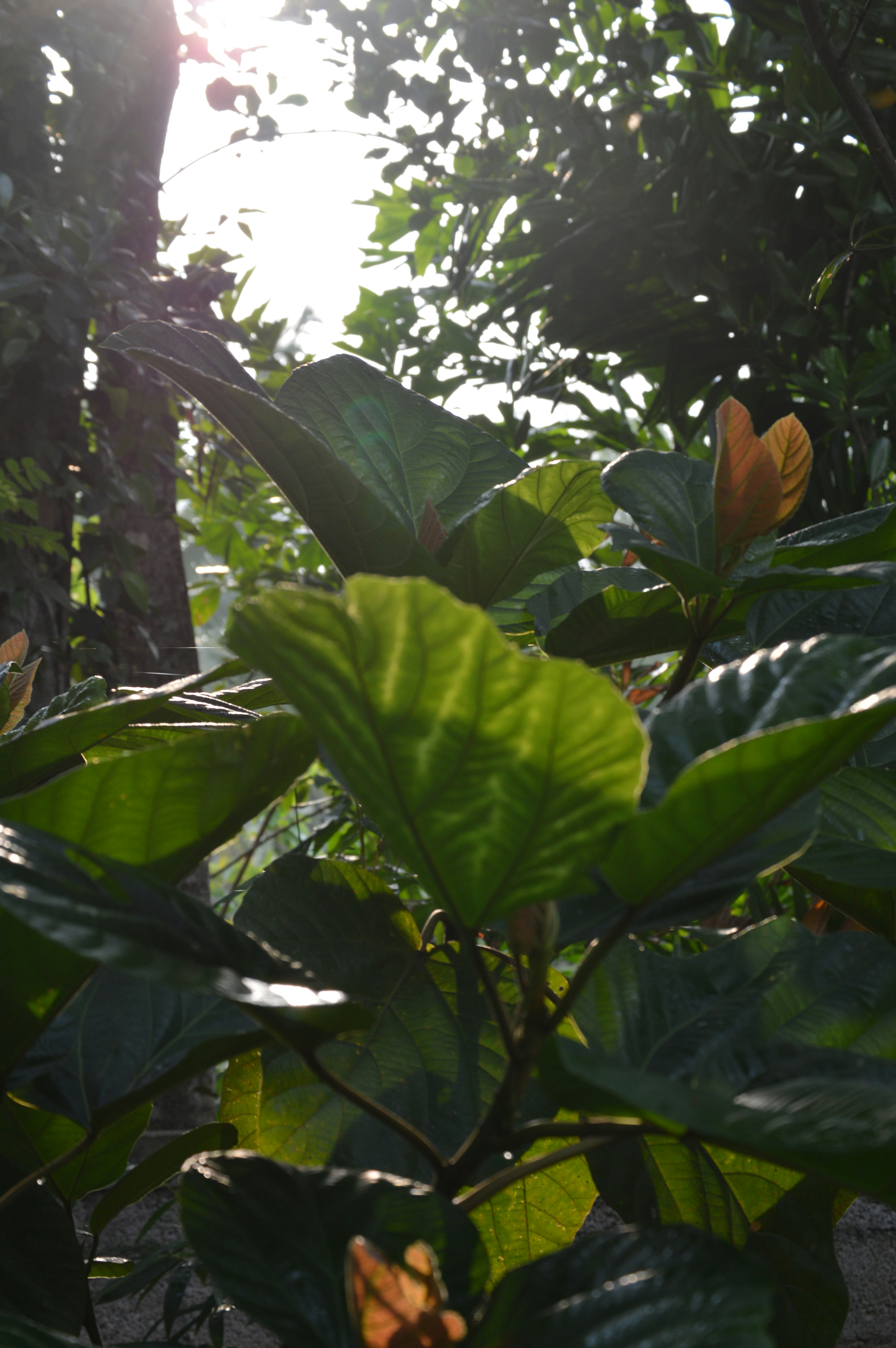 Backlit Leaves: Close-Up of Glossy Garden Foliage