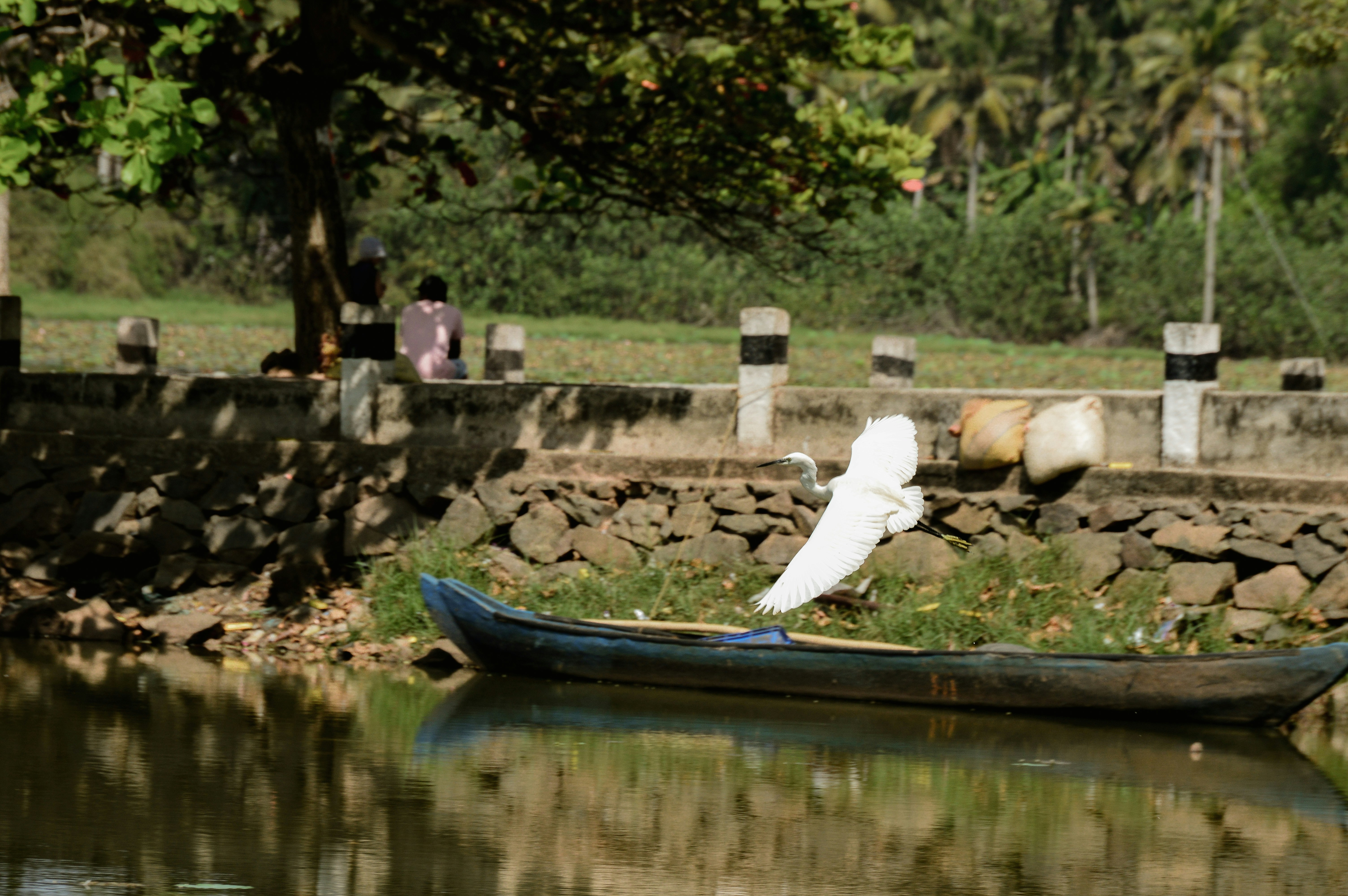 Egret in Mid-Flight Over a Quiet Riverside Boat