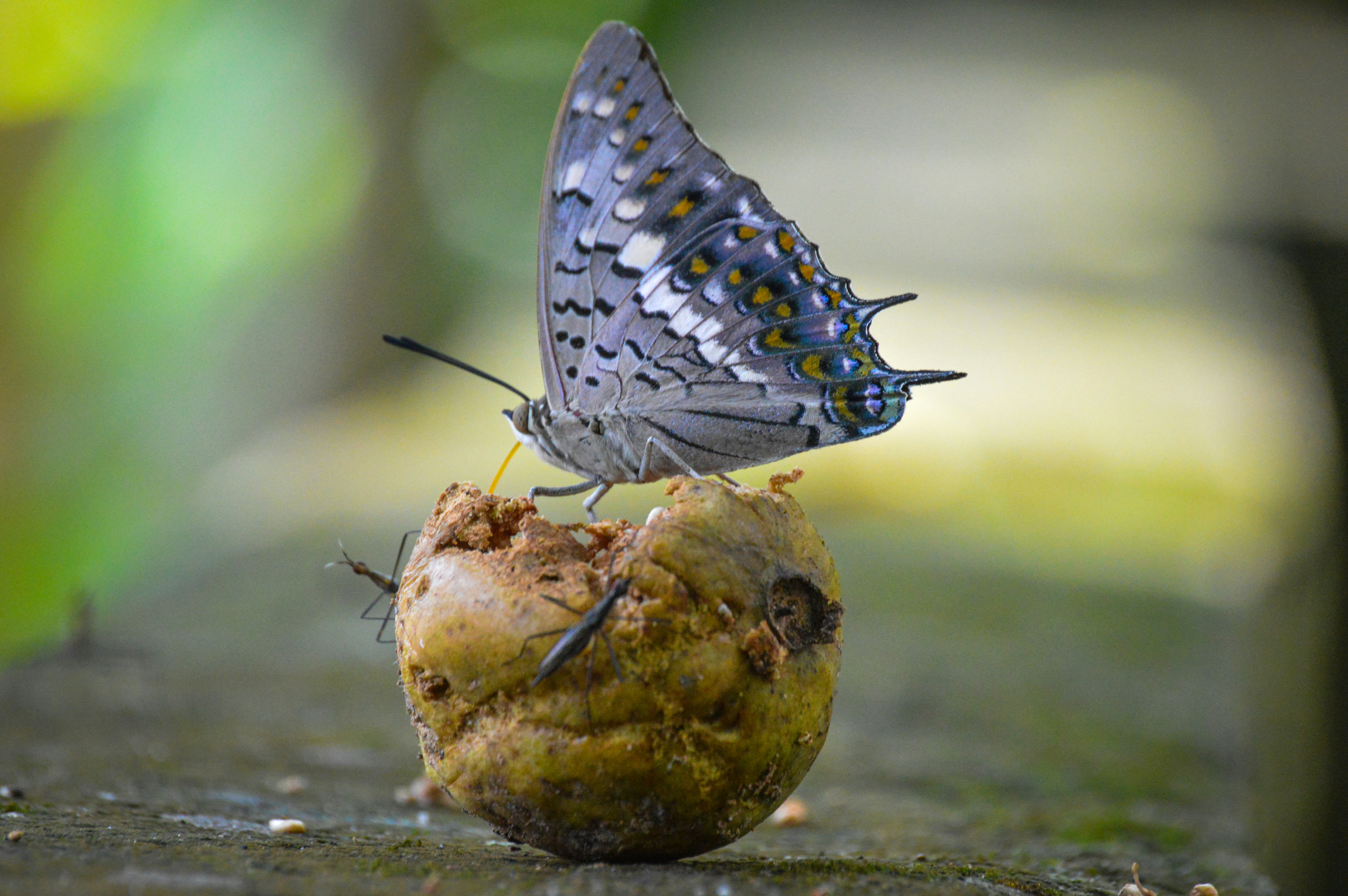 Lyric Wings: A Blue-Gray Butterfly Perches atop a Mossy Seed Pod