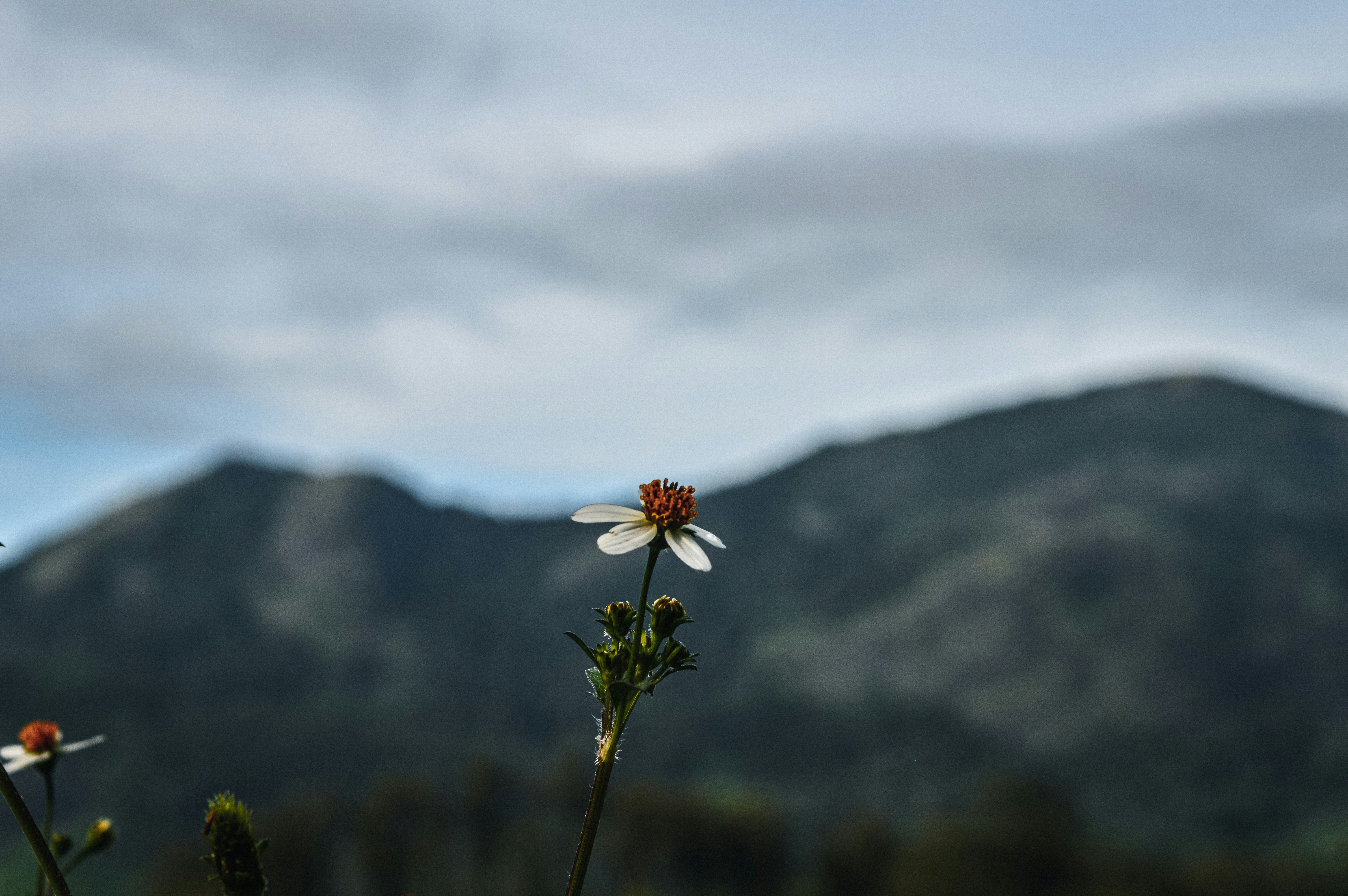 A lone flower in a field with mountains in the background photo – Free ...