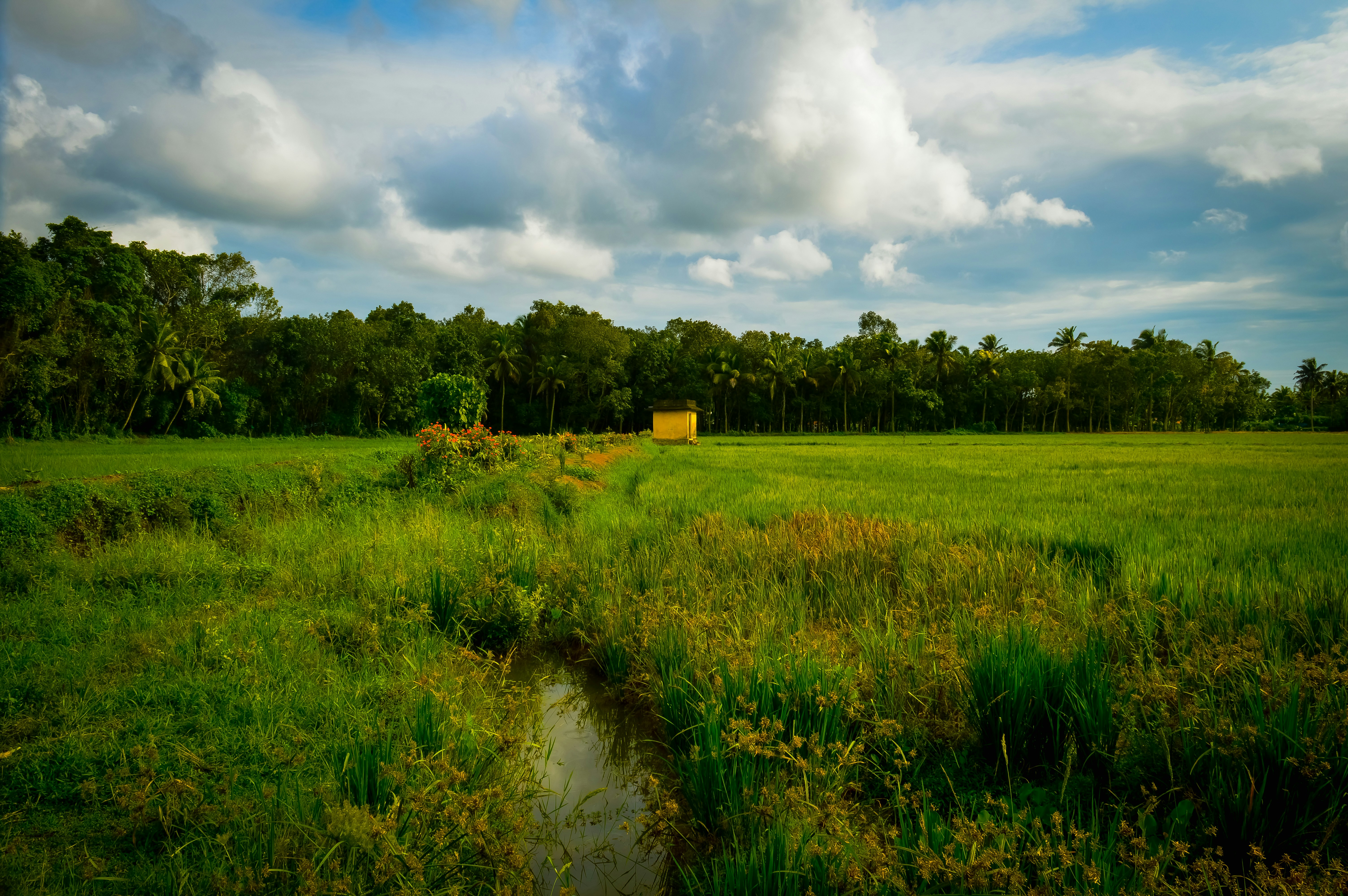 A grassy field with a stream running through it photo – Free White bird ...
