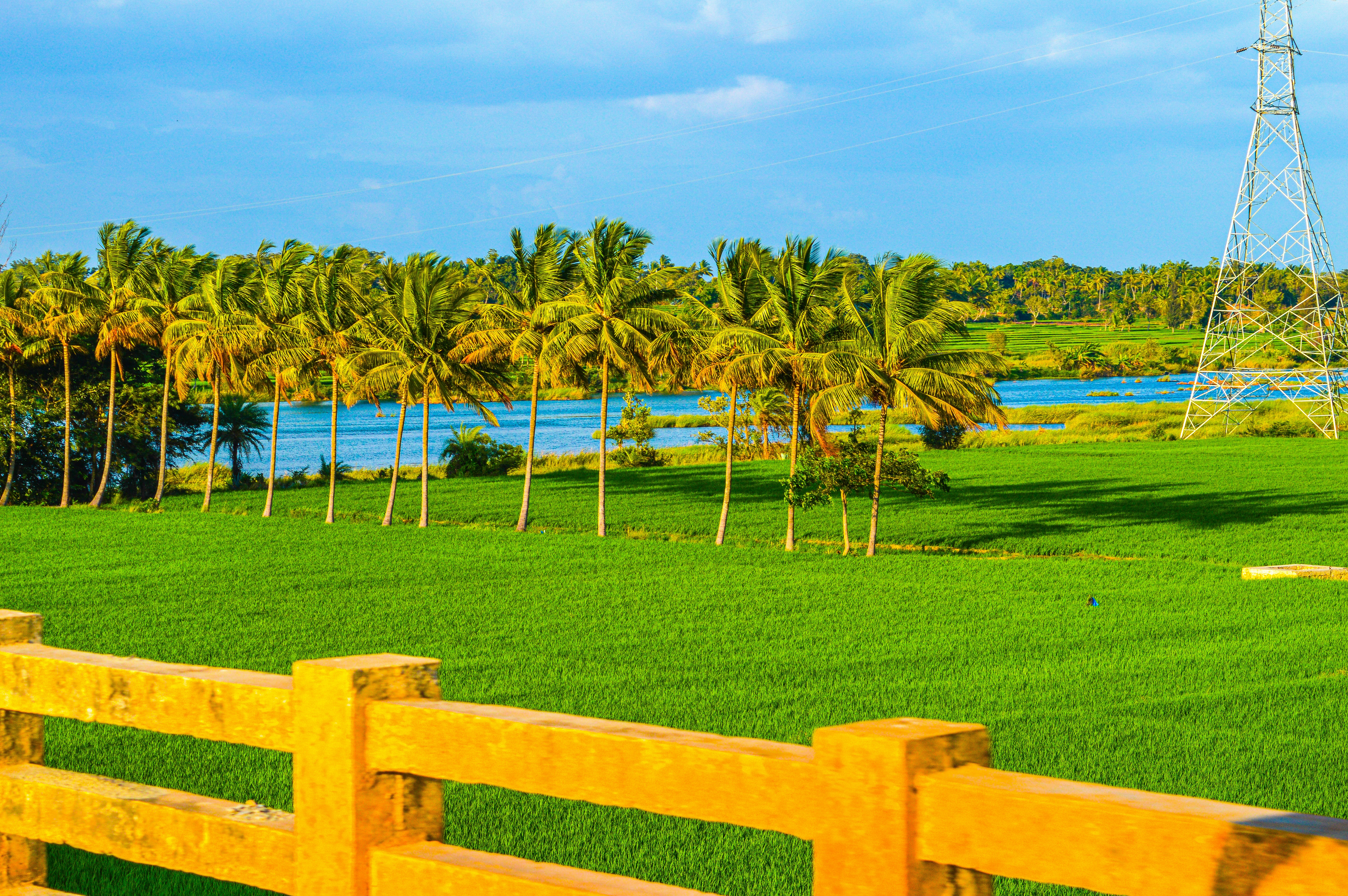 Sunlit Palms Framing a Lush Field Behind a Weathered Fence