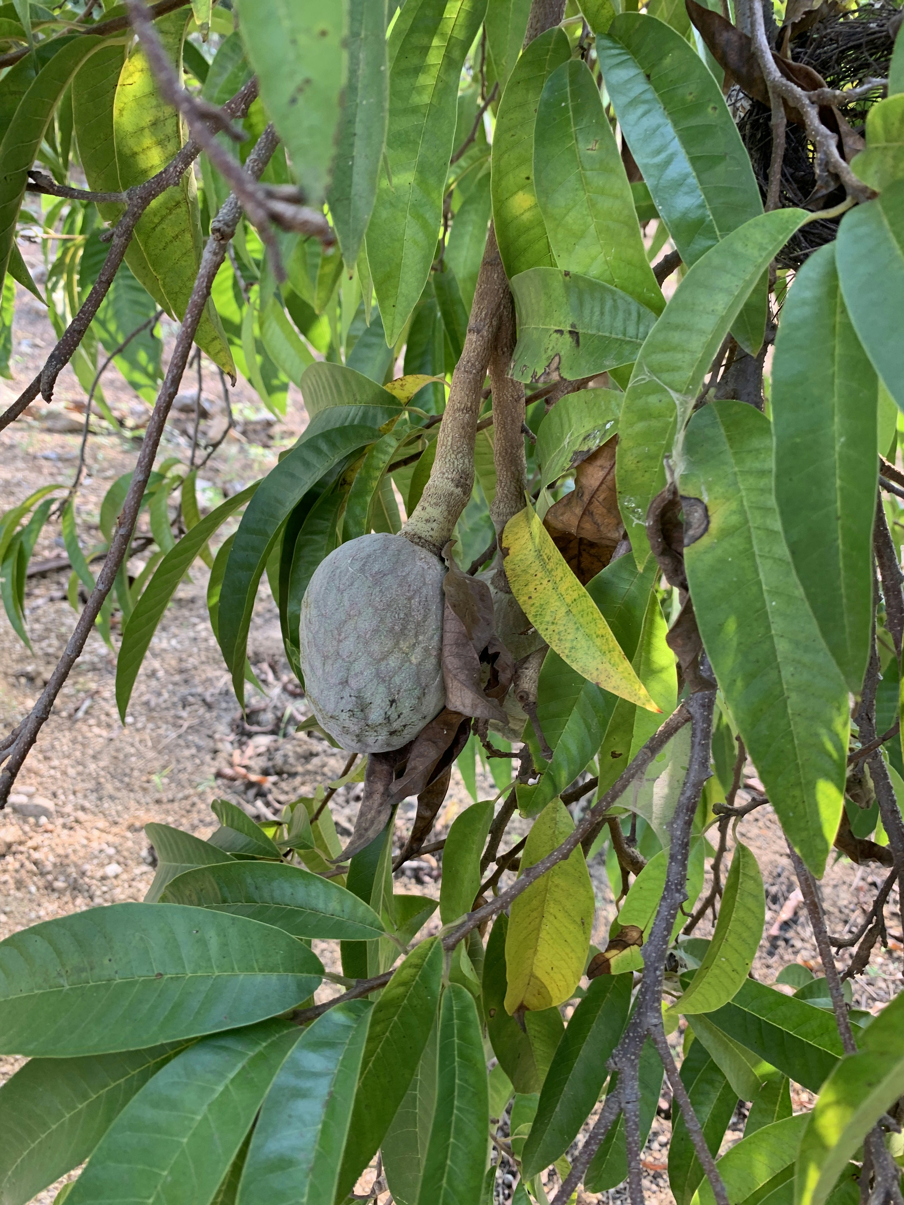 Foto Una fruta colgando de un árbol en un bosque – Imagen Telangana ...