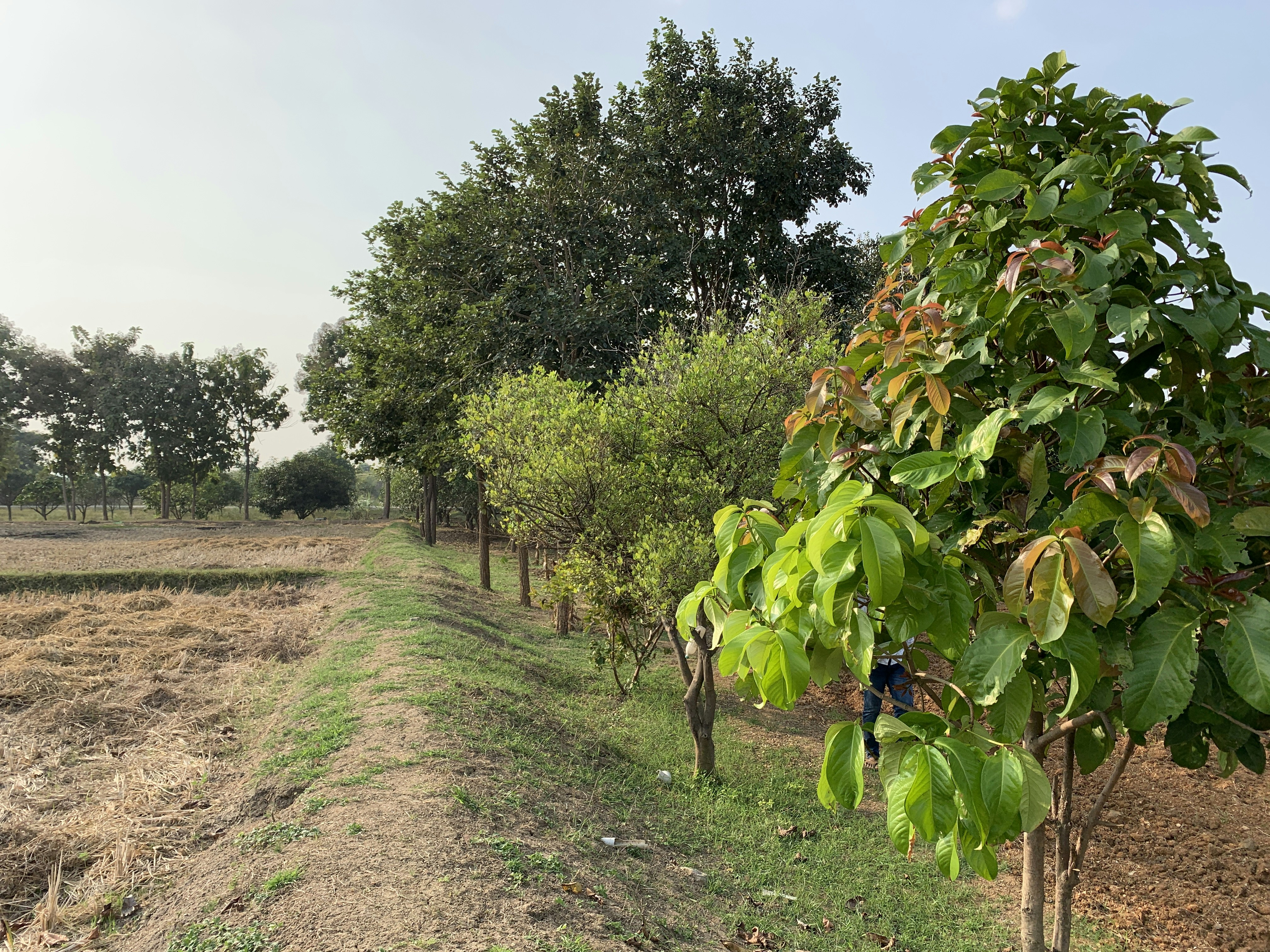 A field with trees and a dirt path photo – Free India Image on Unsplash