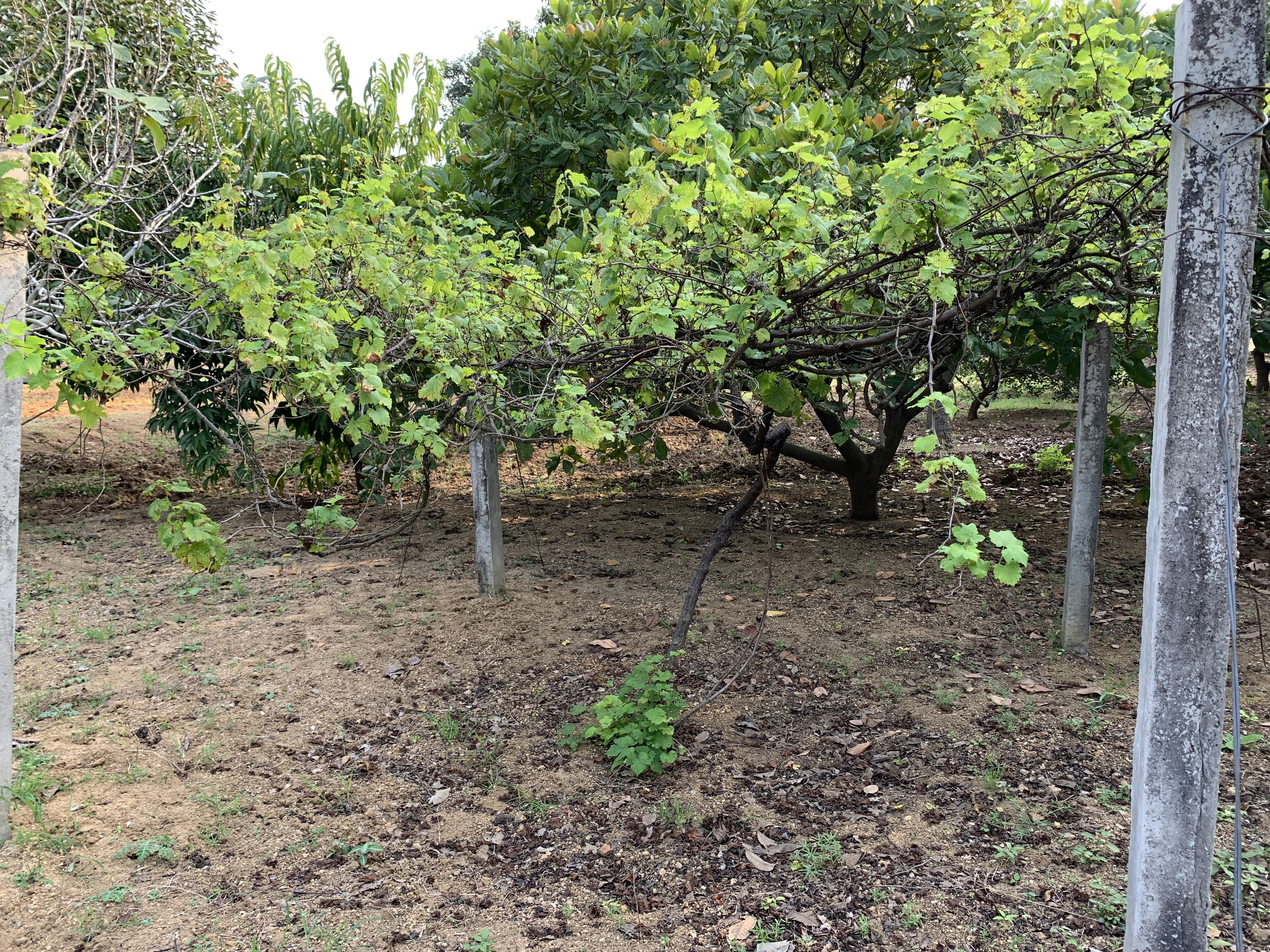 A field with trees and dirt in the middle of it photo – Free Rajanna ...