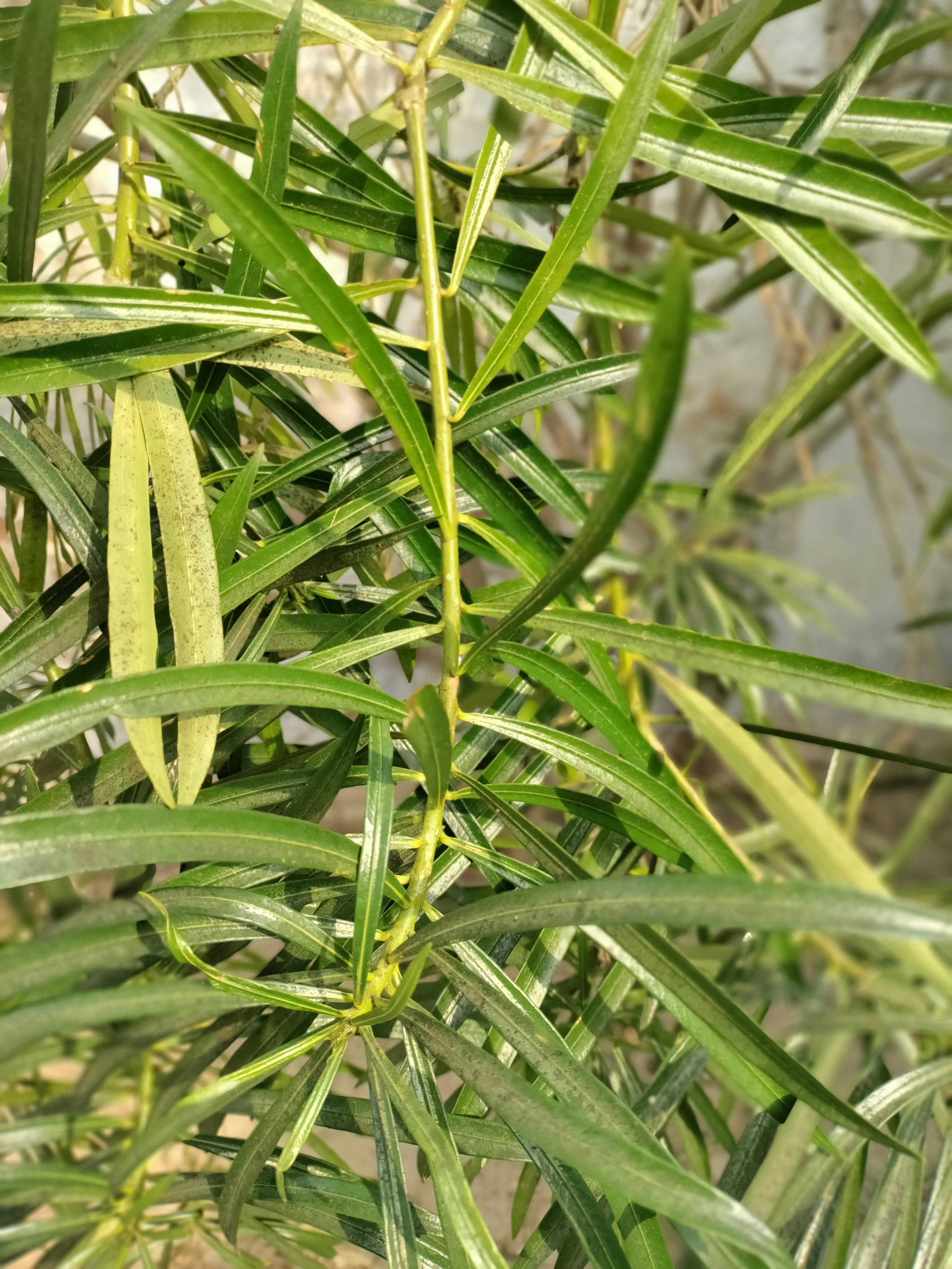 Close-up of dense lanceolate green leaves bathed in soft sunlight, revealing the intricate foliage of a slender shrub.