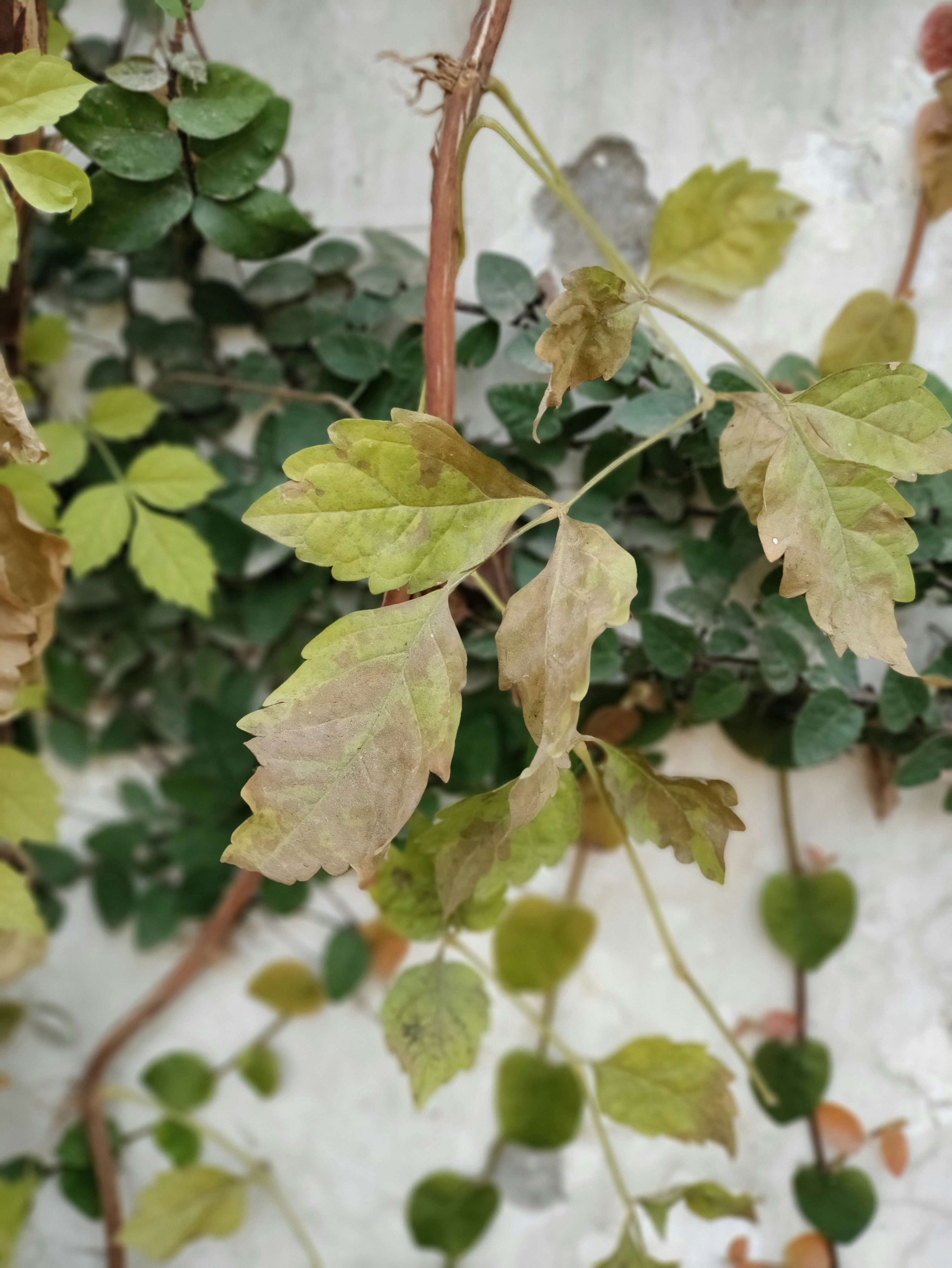 Close-up photograph of pale-green to yellowing leaves from a climbing plant against a light concrete wall. The image highlights natural textures and the plant's tendrils in a quiet urban setting.