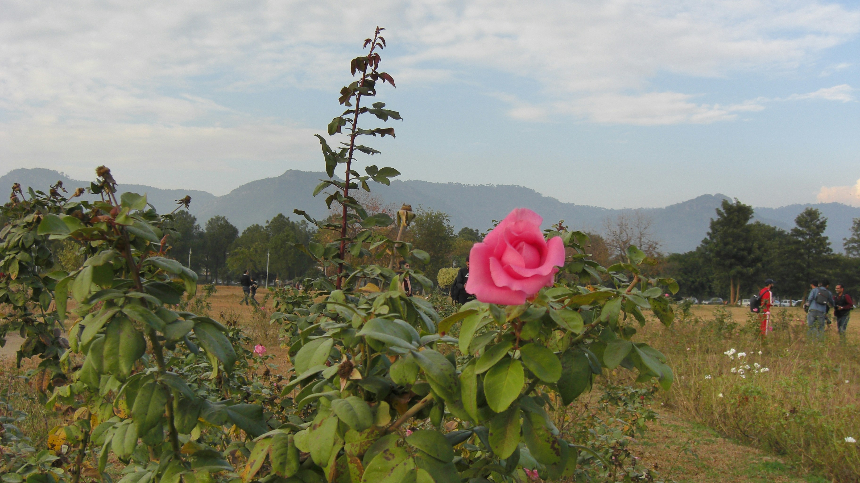a pink rose in a field with mountains in the background