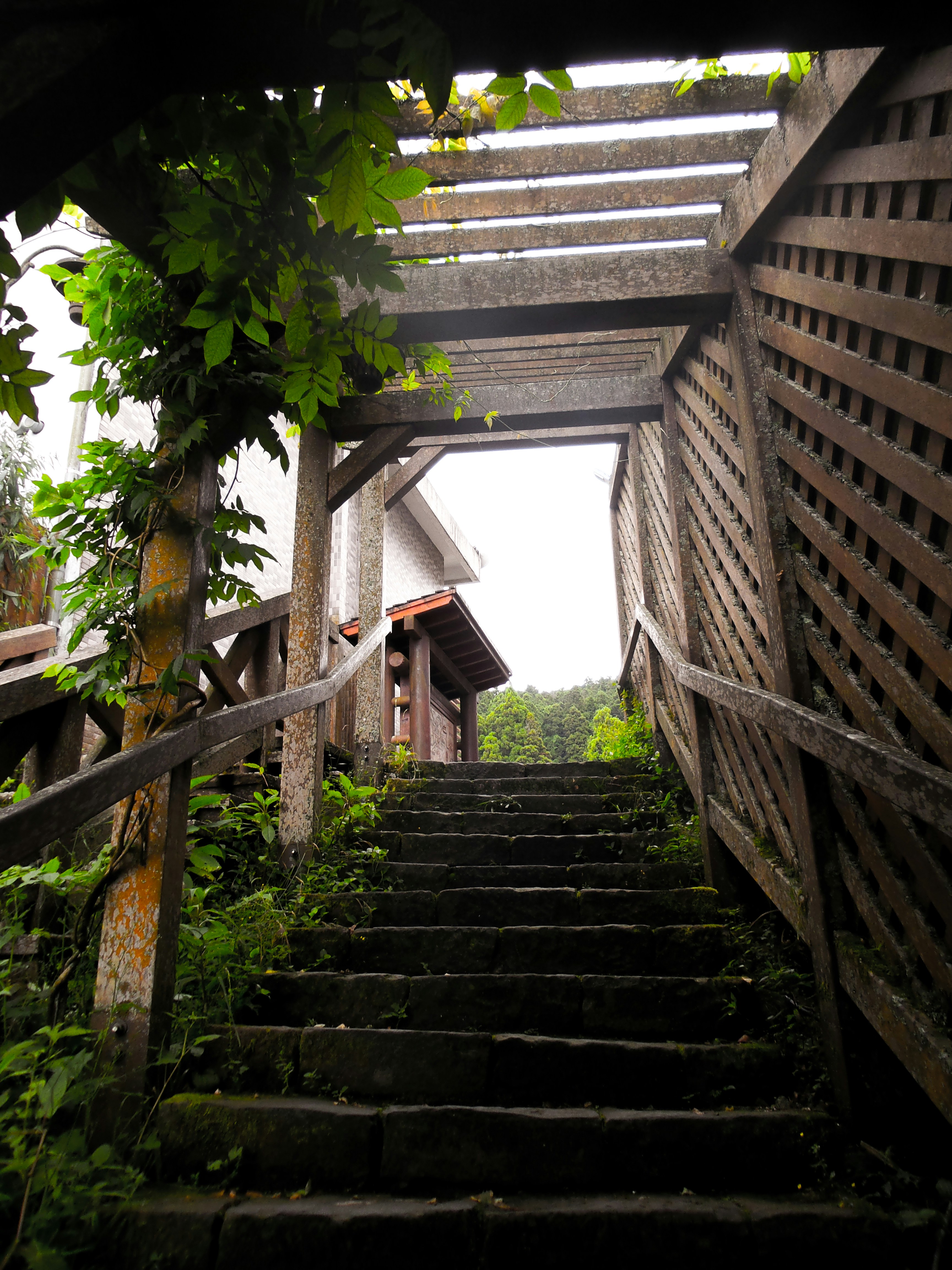 Verdant Framed Ascent: A Wooden Pergola Over Mossy Steps