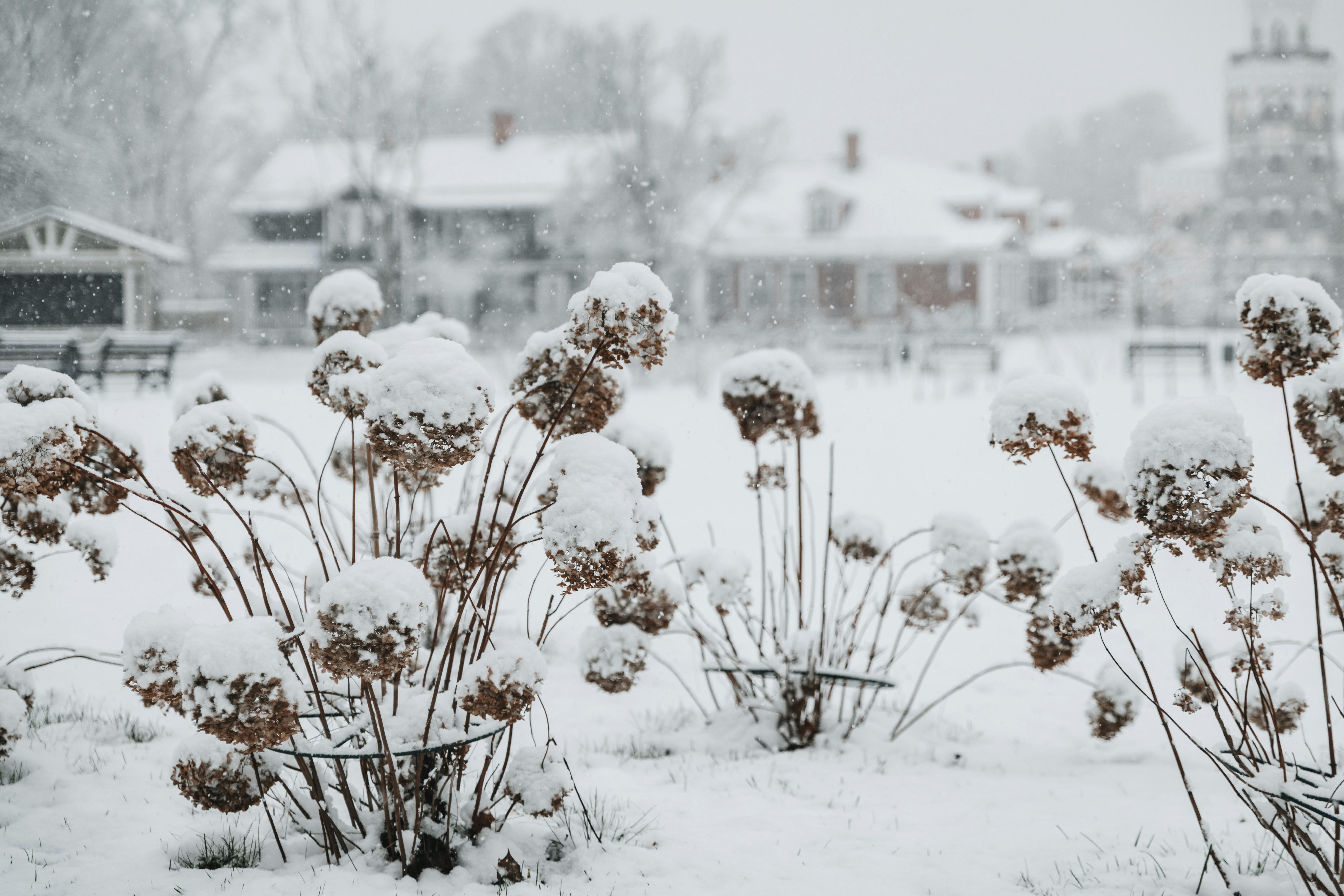 A bunch of snow covered plants in a field photo – Free Nature Image on ...