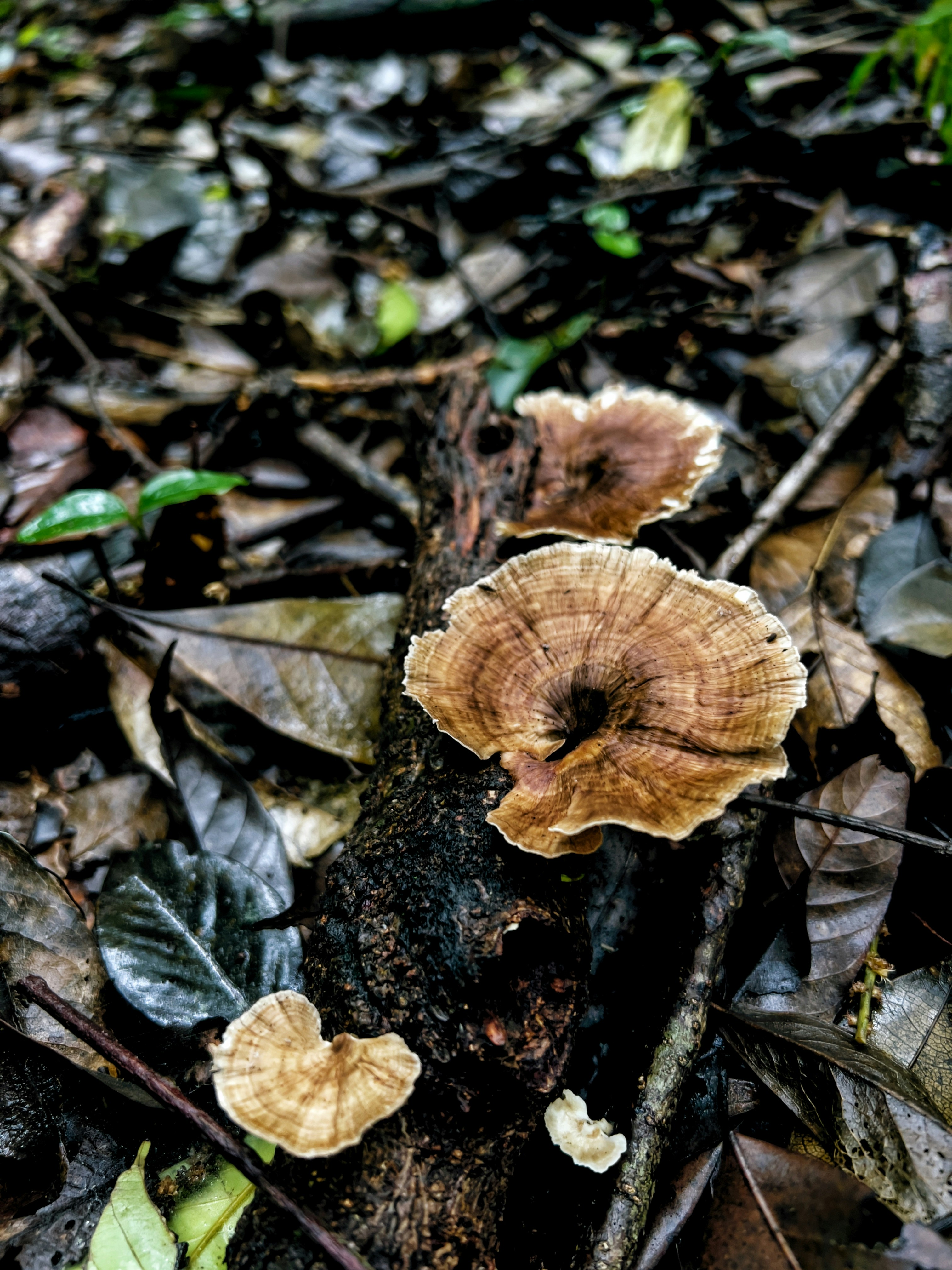 a group of mushrooms that are on the ground