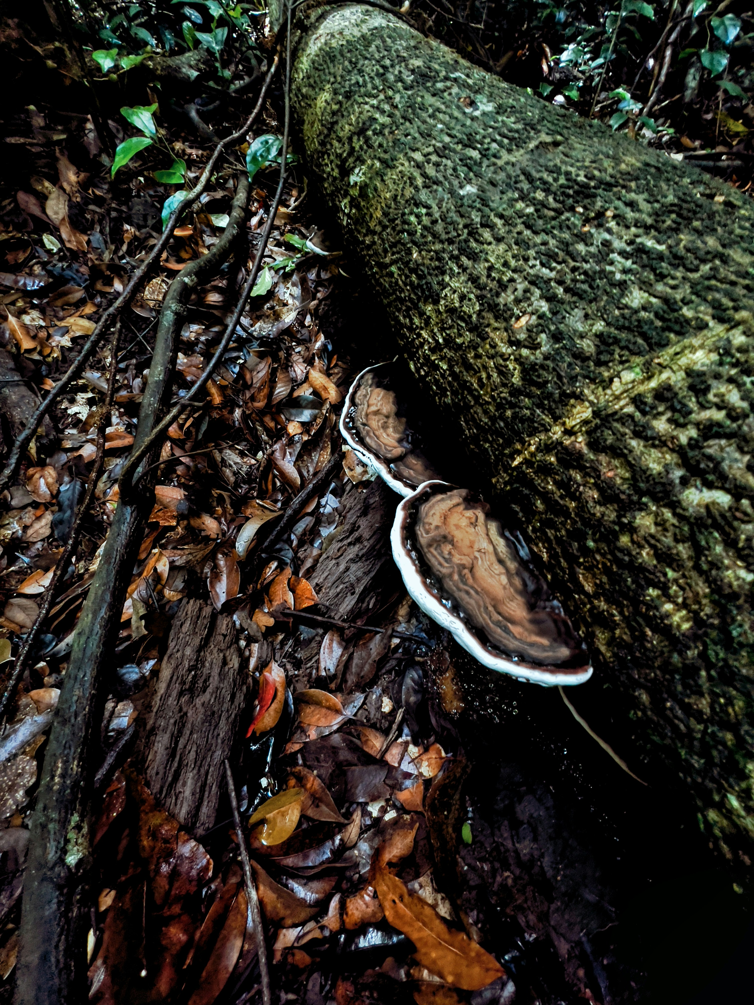 A fallen tree in a forest with leaves on the ground photo – Free ...