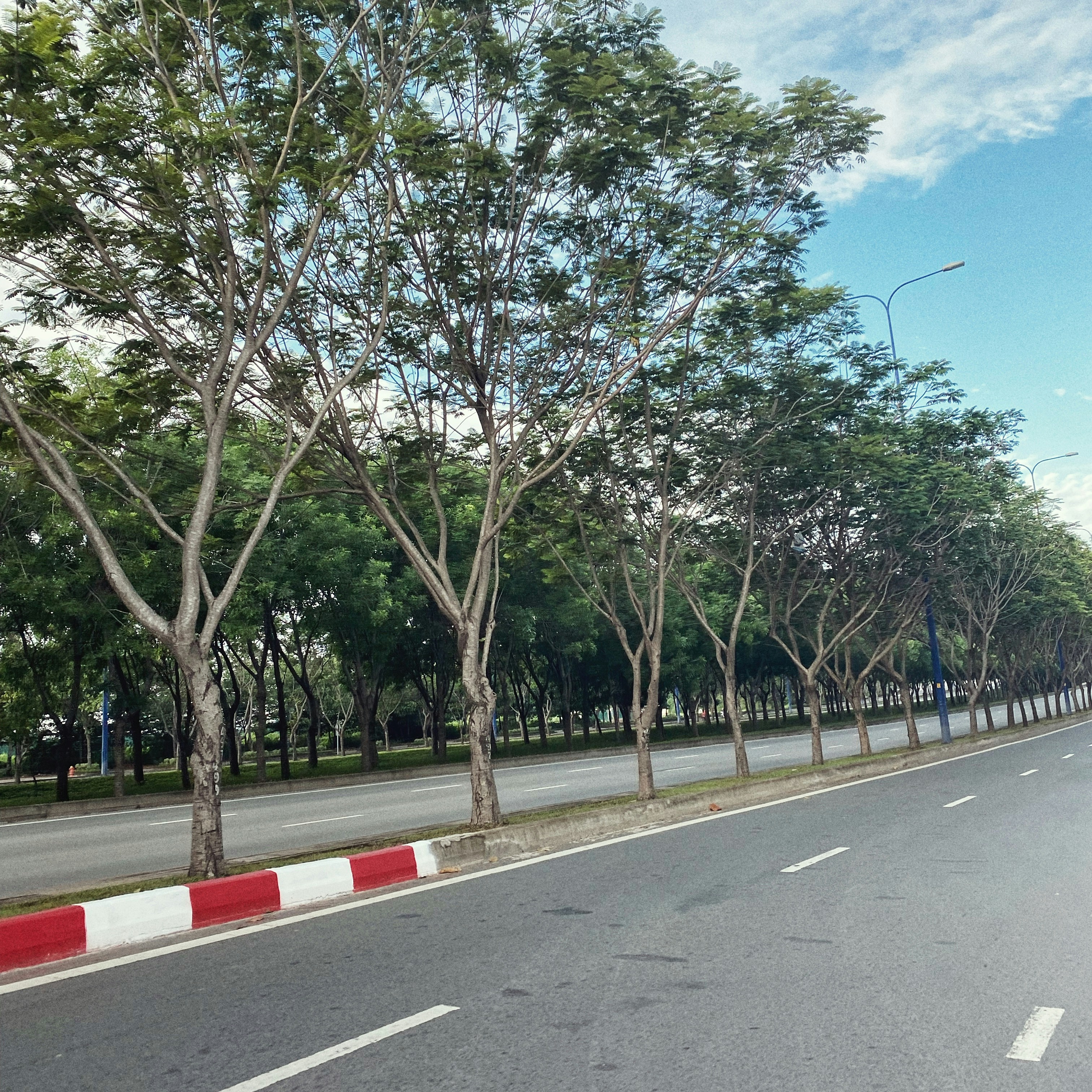 Tree-lined avenue with lush foliage and a clear blue sky, inviting a tranquil stroll. The road stretches ahead, bordered by a red and white curb.