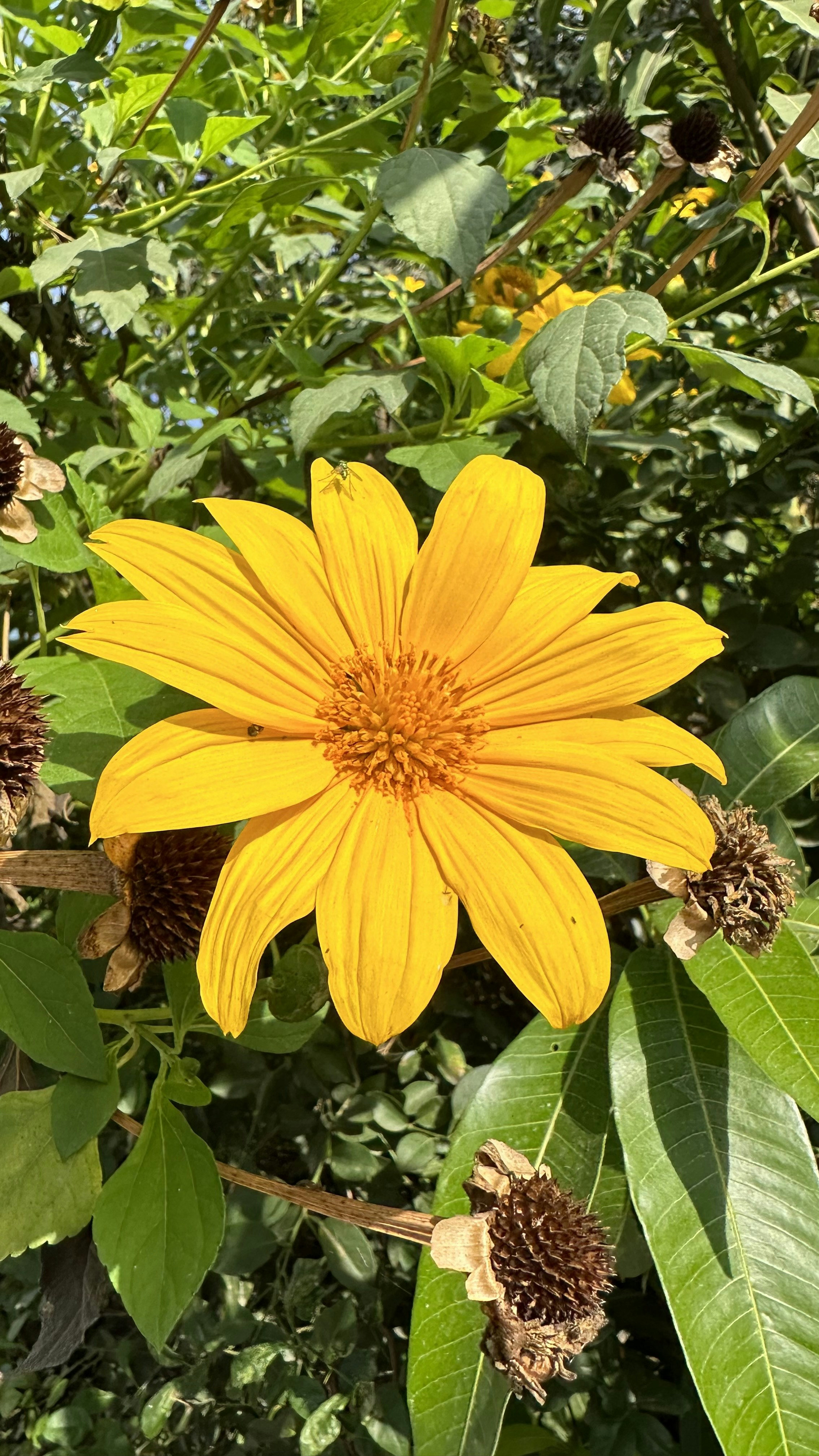 Sunlit Amber Bloom Dominates a Verdant Patch