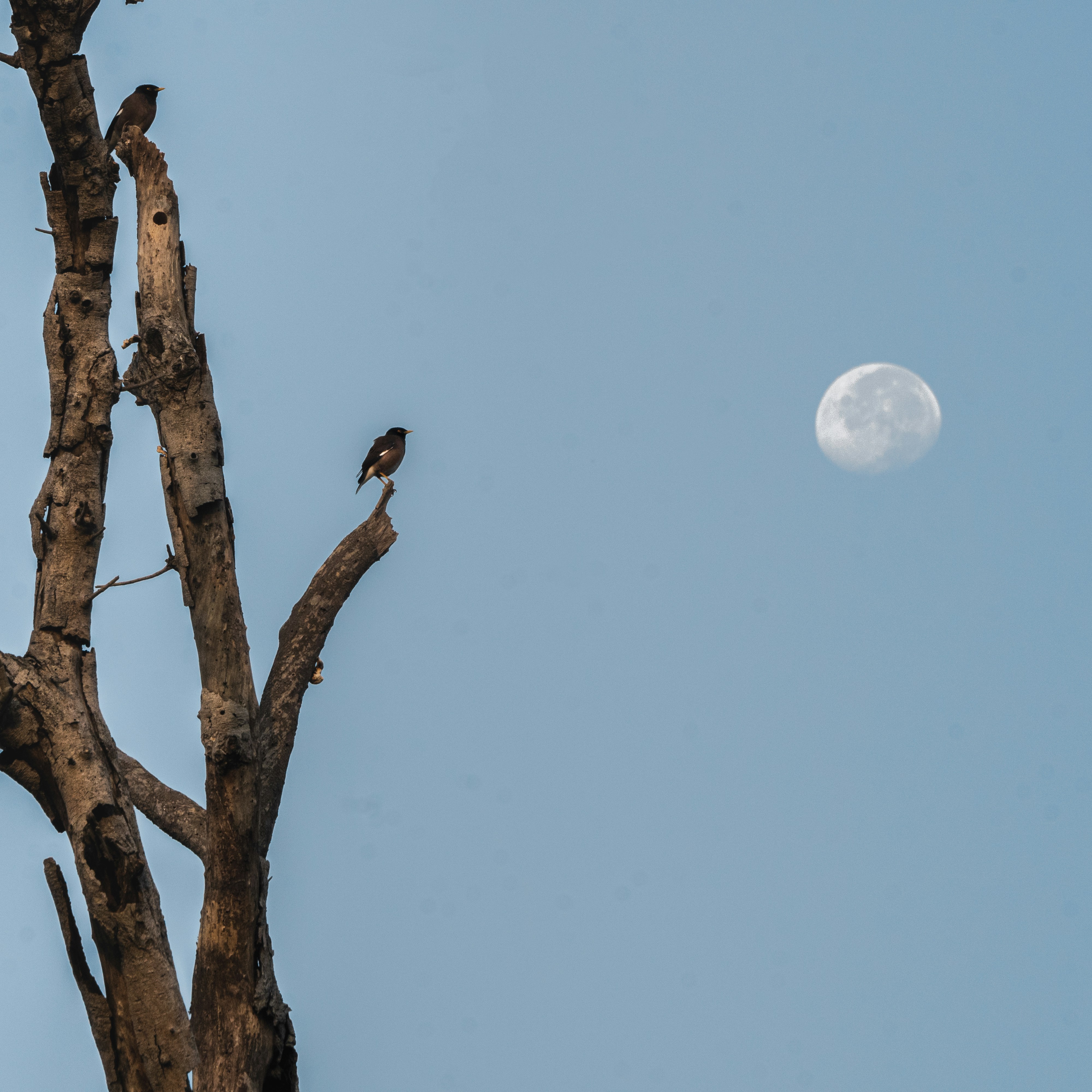 Moonlit Branches: A Stubborn Sparrow Under an Open Sky