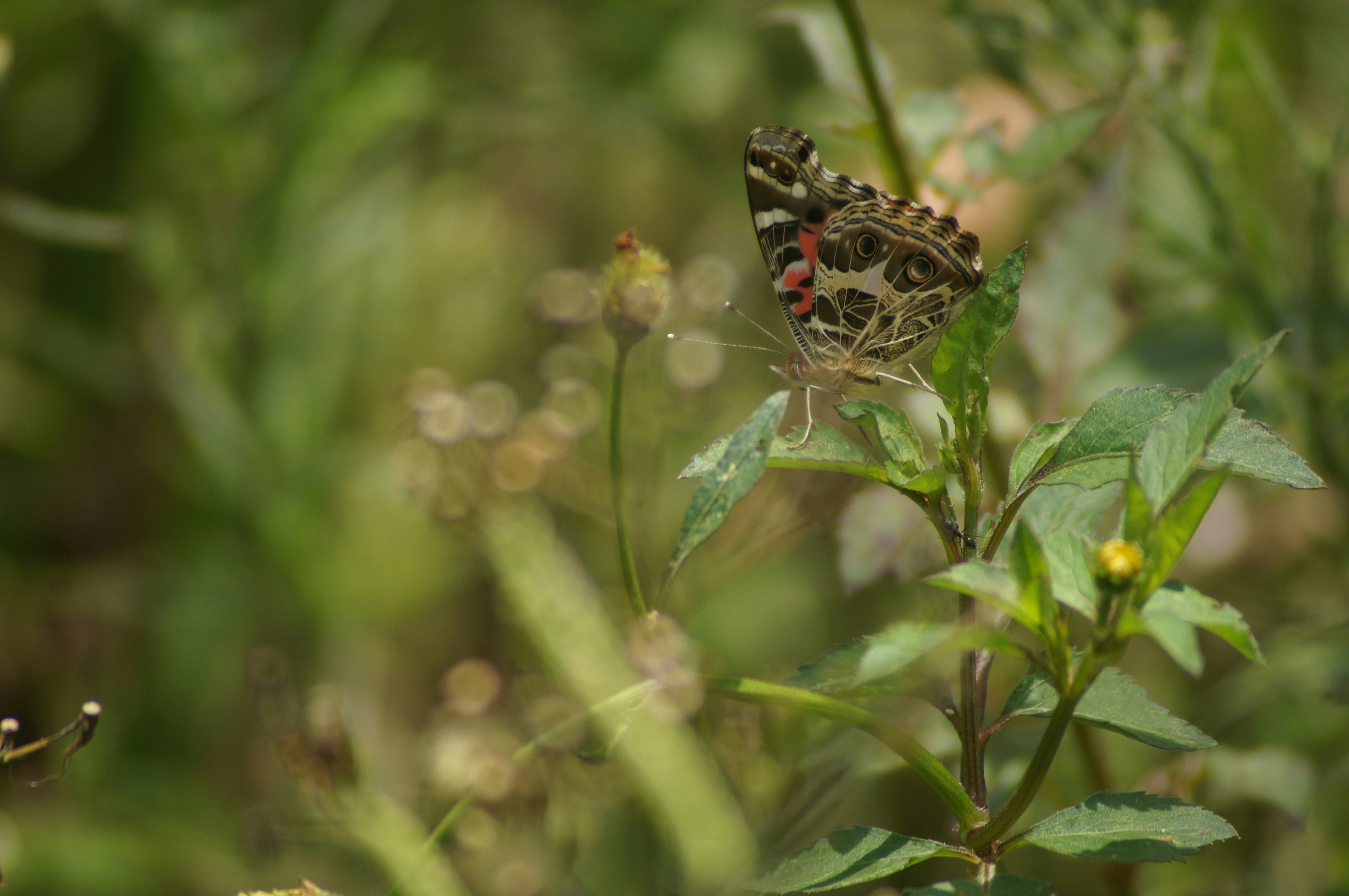 A close up of a butterfly on a plant photo – Free Nature background ...