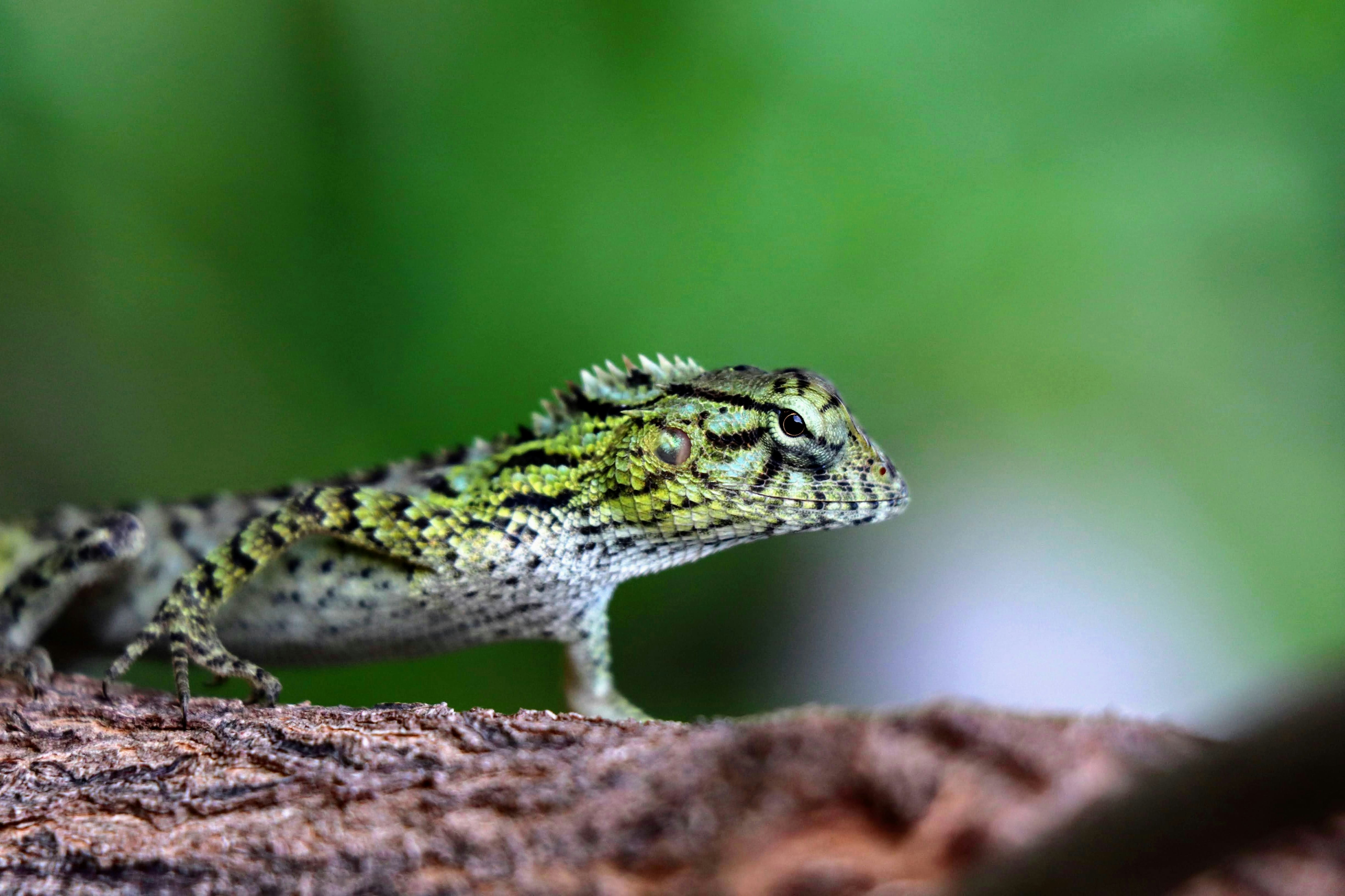 Indian Chameleon on a tree