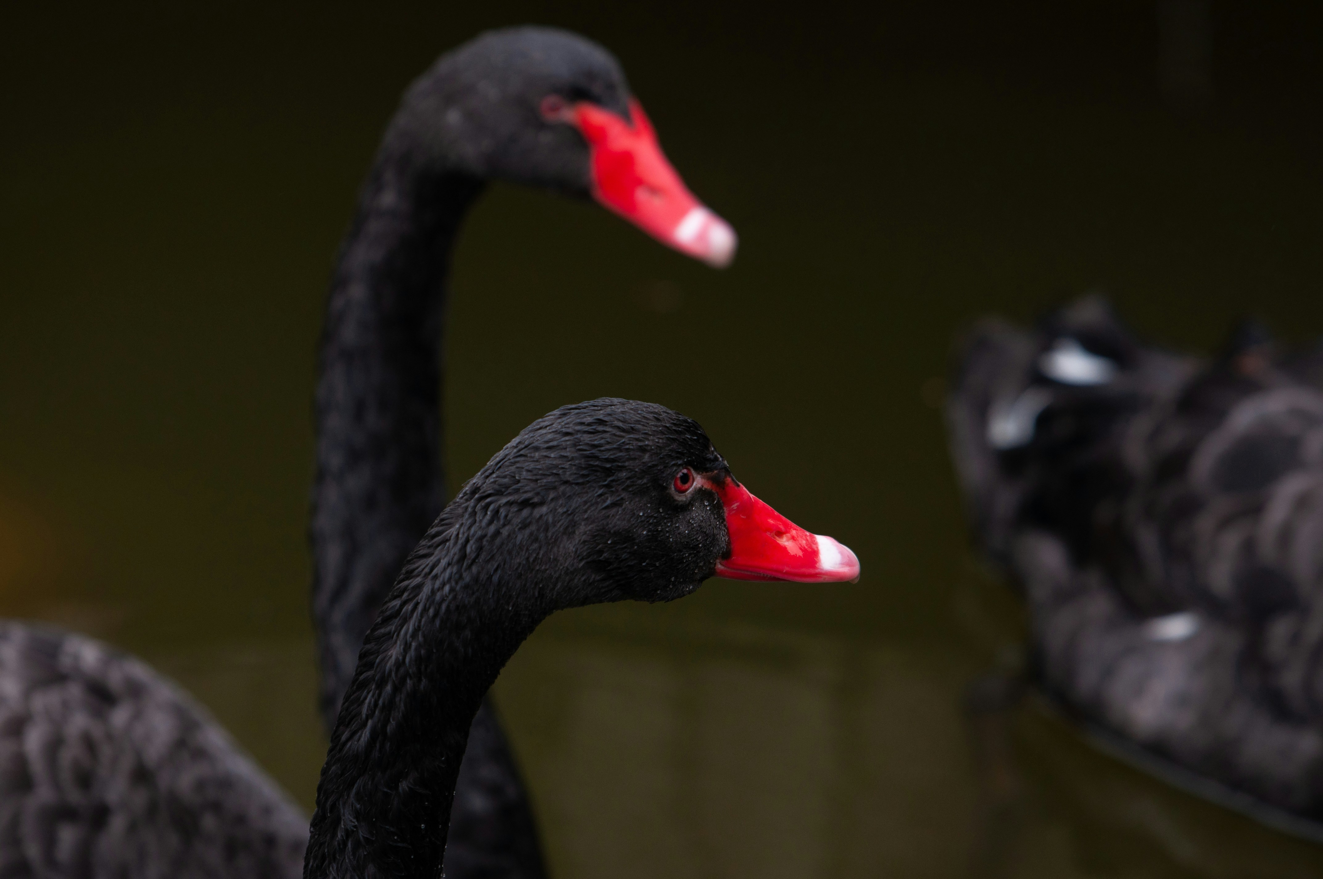 Two Black Swans with Red Beaks in Murky Water