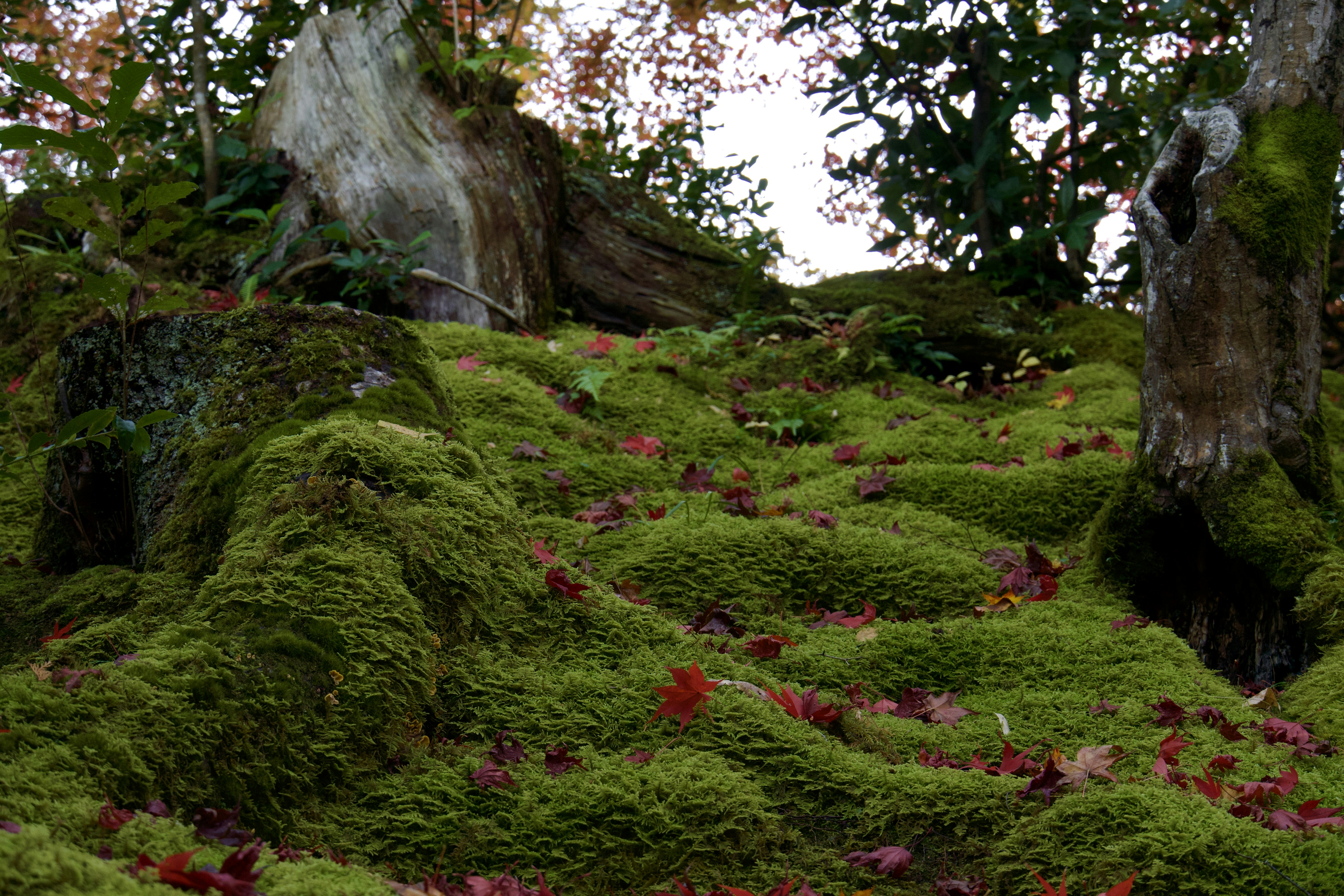 Crimson Accents on a Velvet Moss Slope