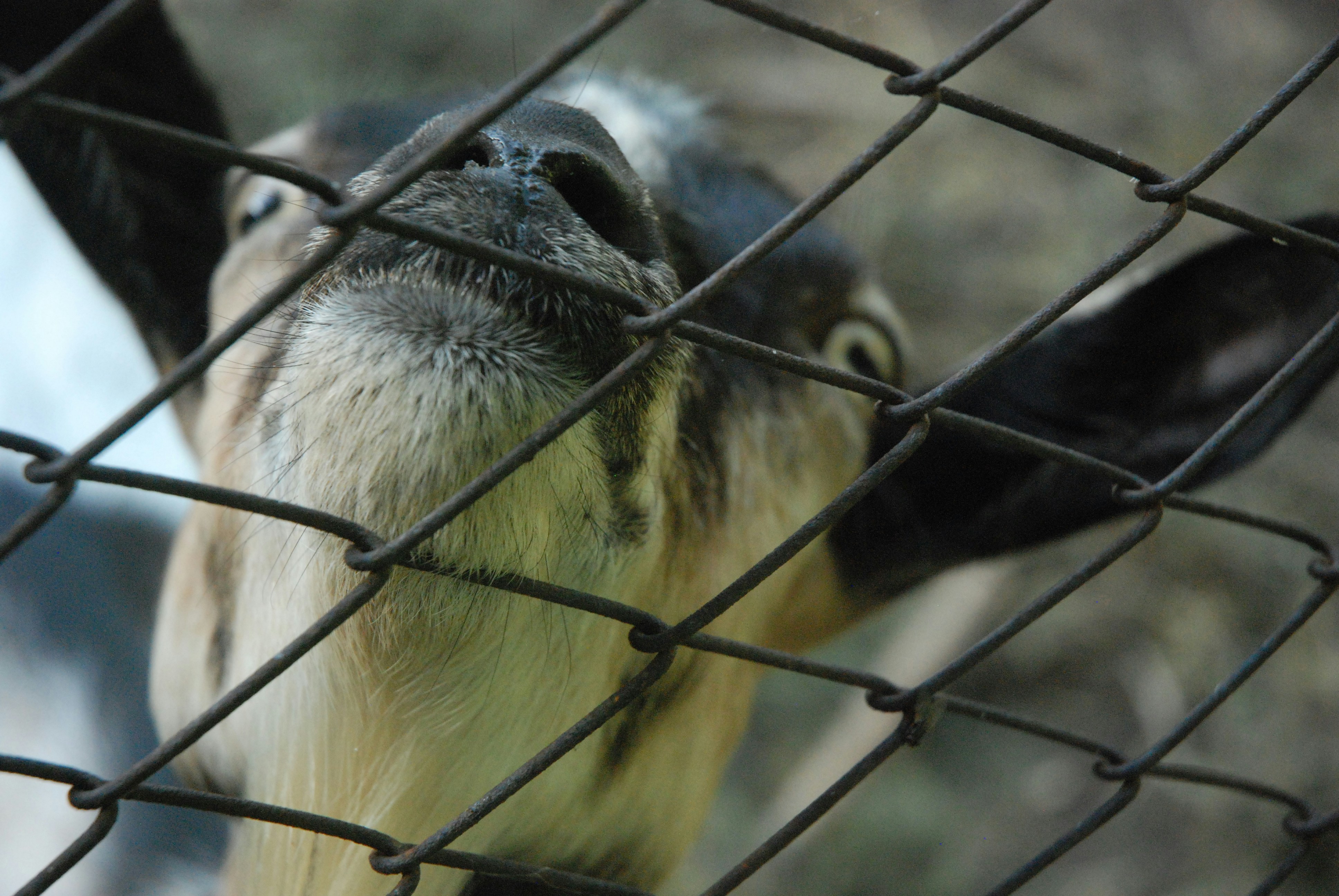 a close up of a bird behind a fence