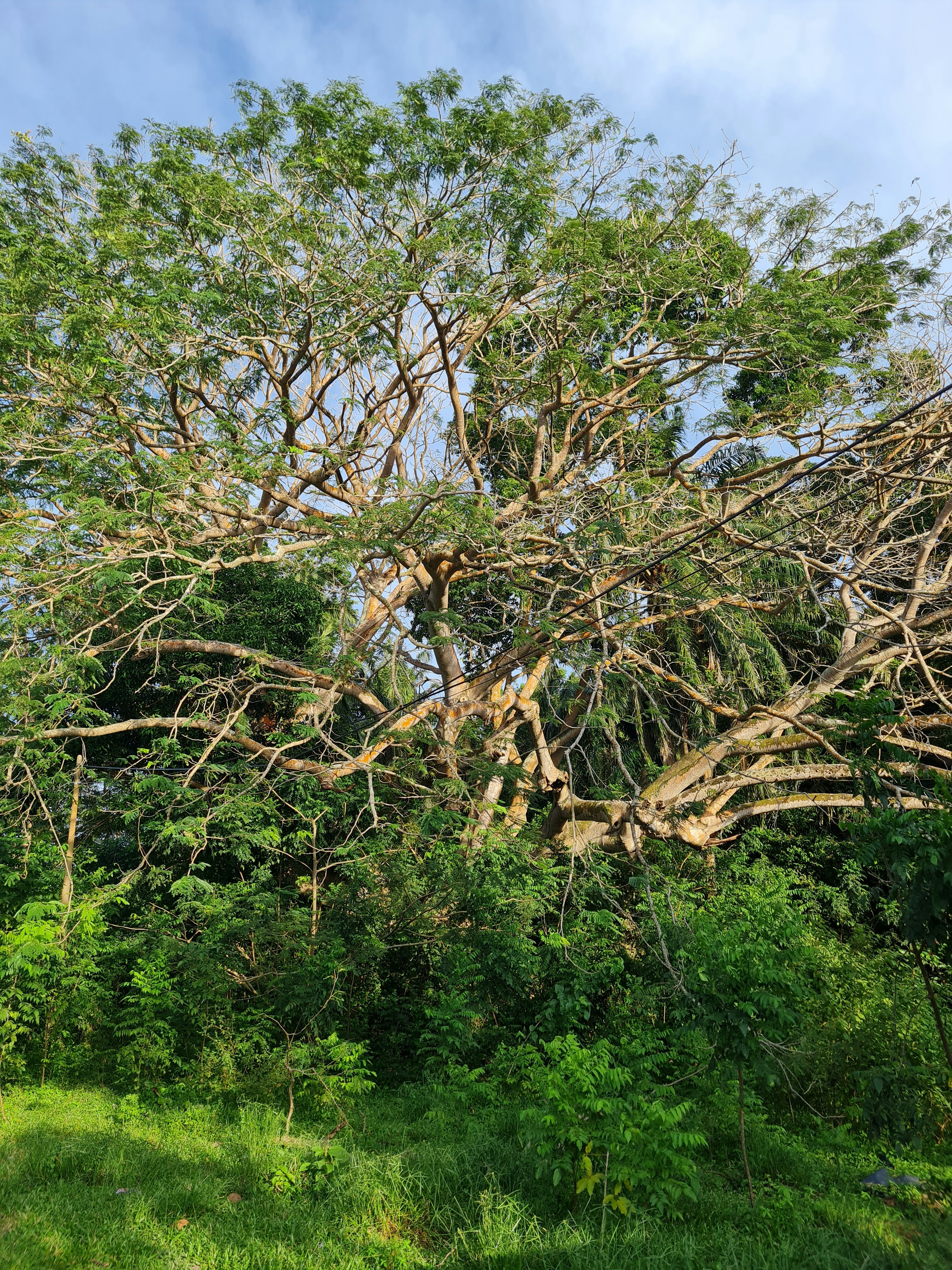 Foto Un gran árbol con muchas ramas en medio de un bosque – Imagen ...