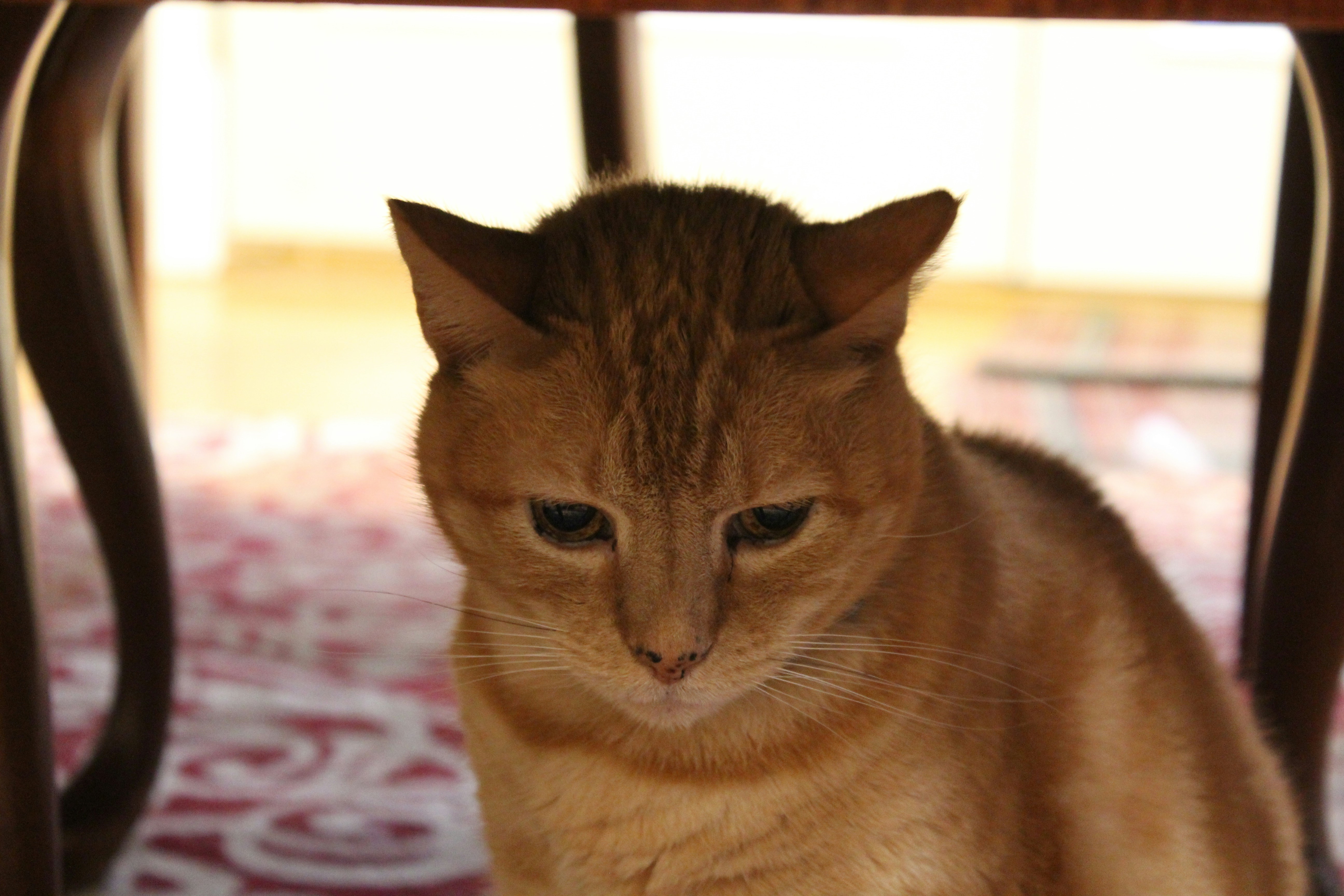 Whiskered Contemplation: A Moment Under the Table
