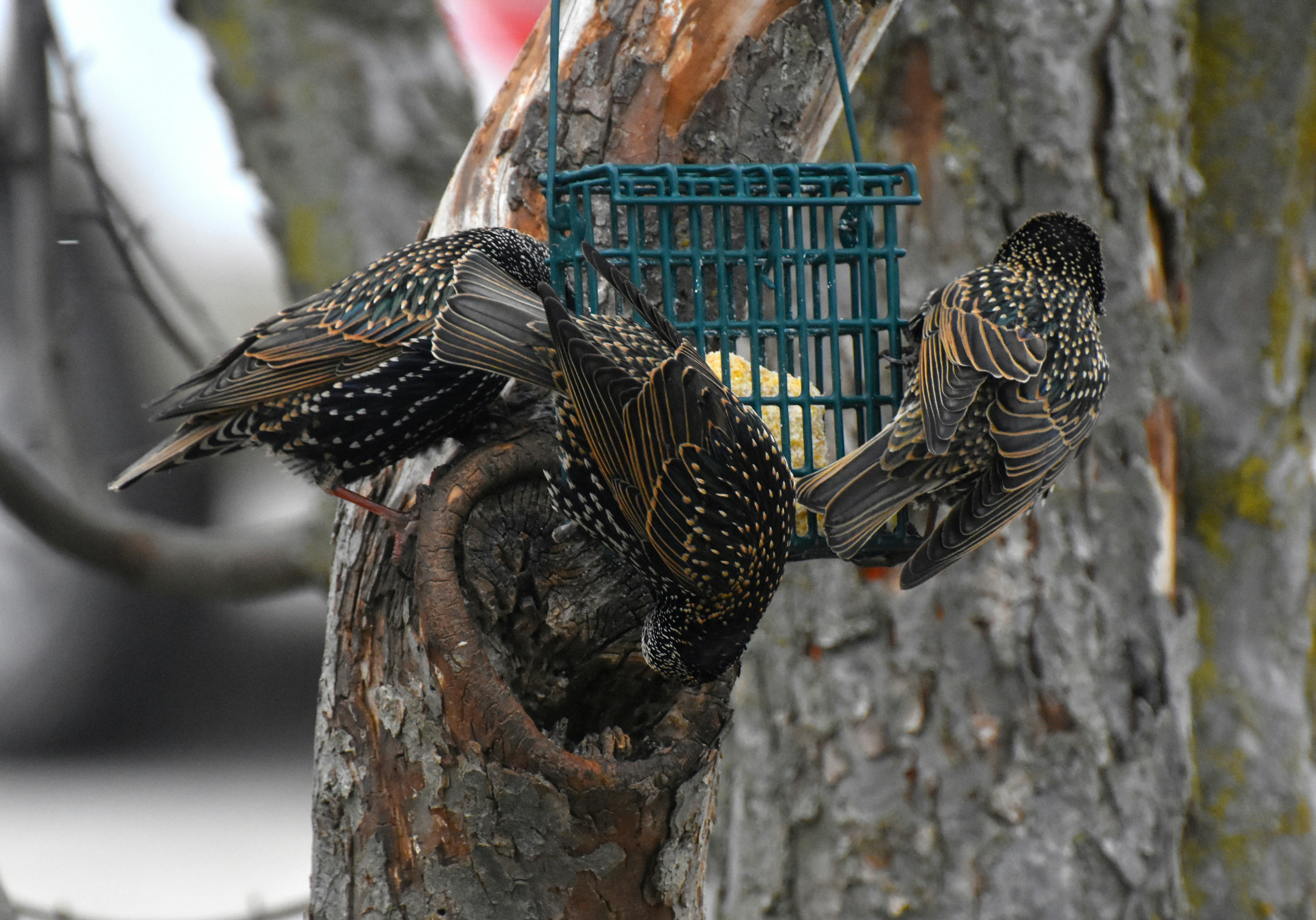 Feeding Frenzy at a Teal Suet Feeder: Twin Woodpeckers on a Weathered Trunk