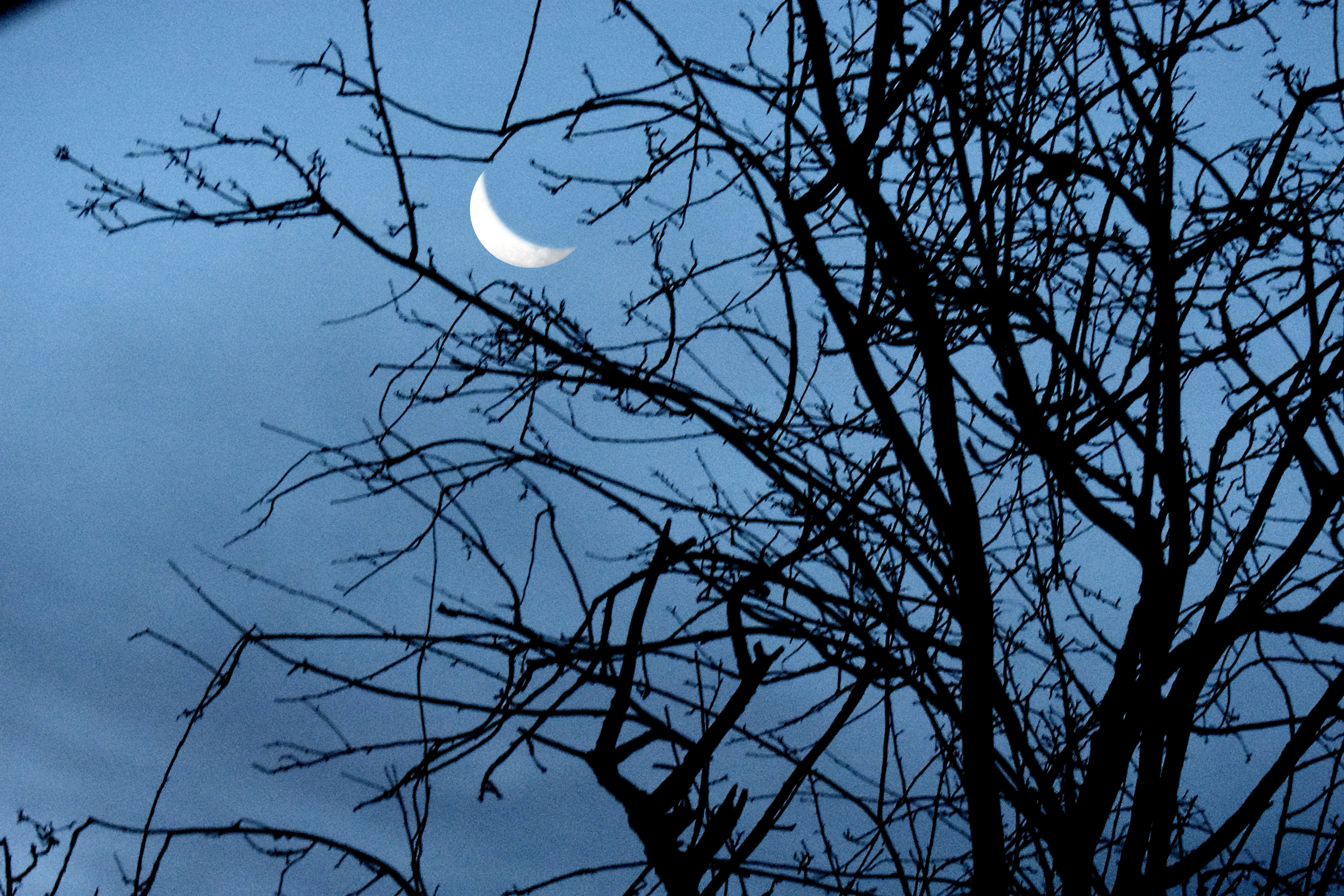 The moon is seen through the branches of a tree photo – Free Nature ...