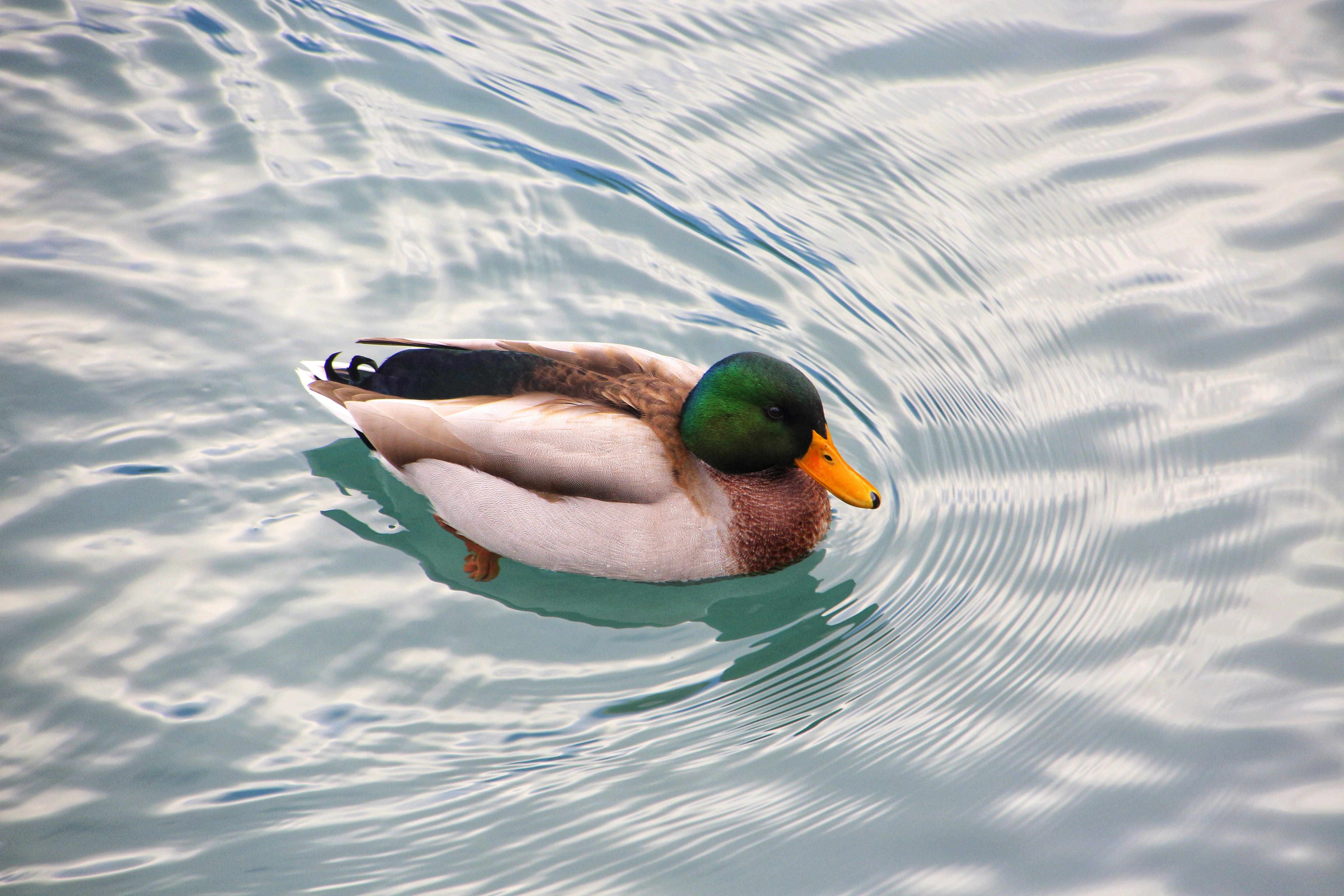 Emerald-head Glider: Mallard Traversing Quiet Ripples