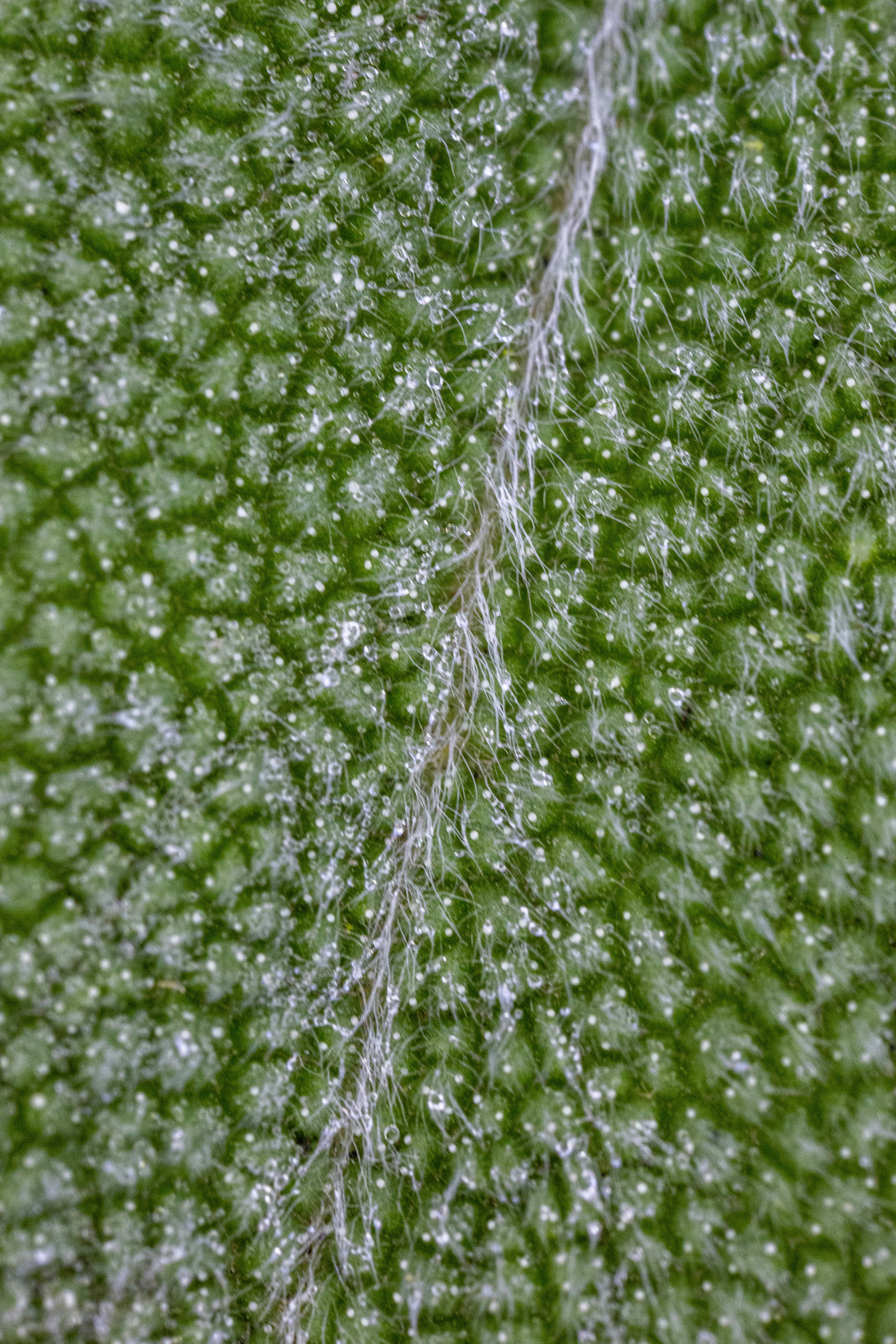 Dew Threads Trace a Leaf Vein: Macro Portrait of Green Texture