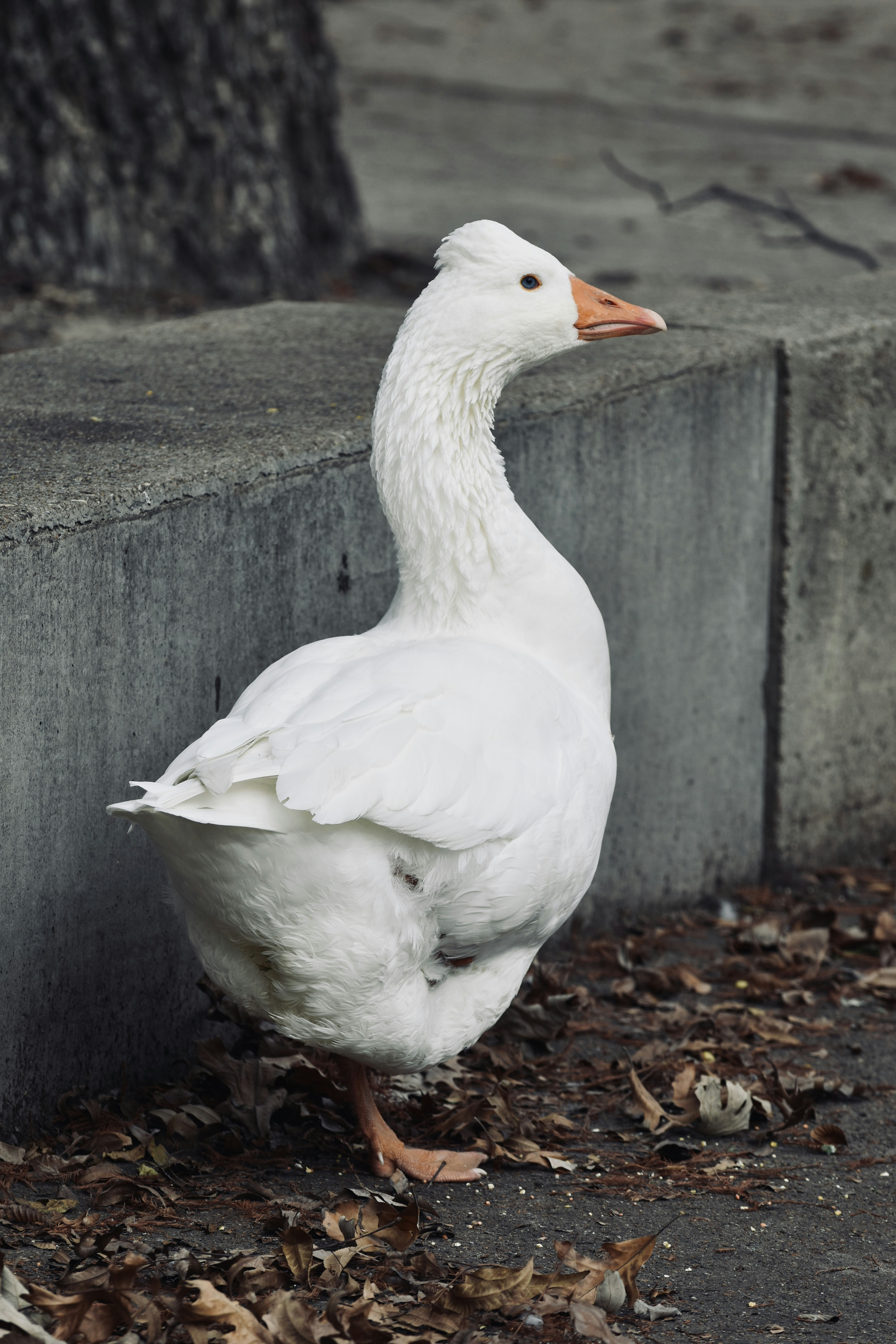 Swan walking through leaves