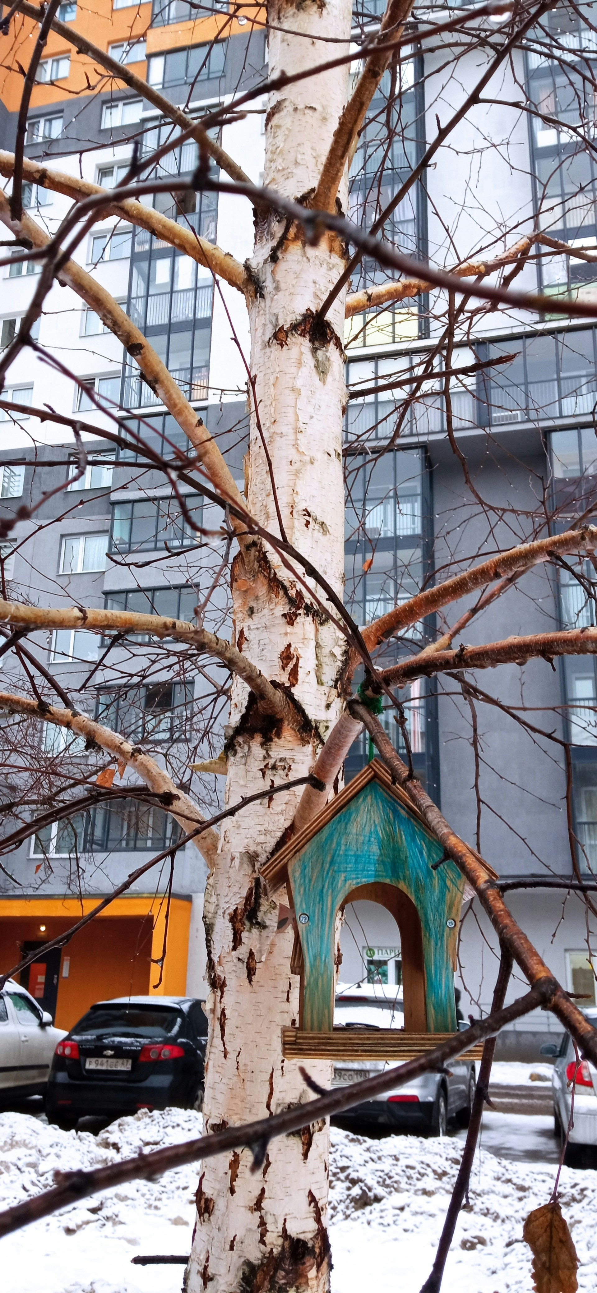 Birdhouse clings to a birch trunk in a snowy urban courtyard, with a modern apartment building in the background.