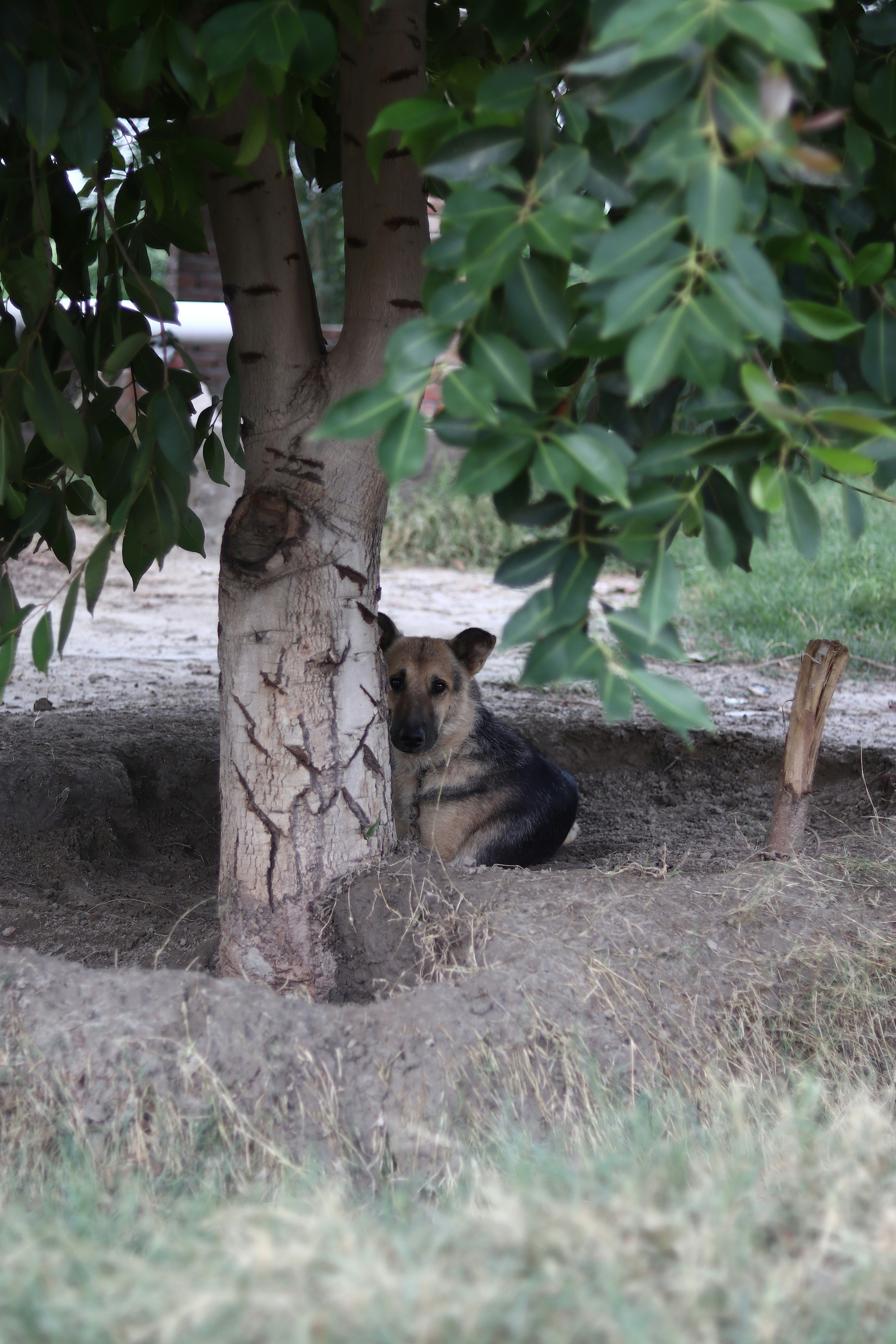 a dog is sitting under a tree in the shade