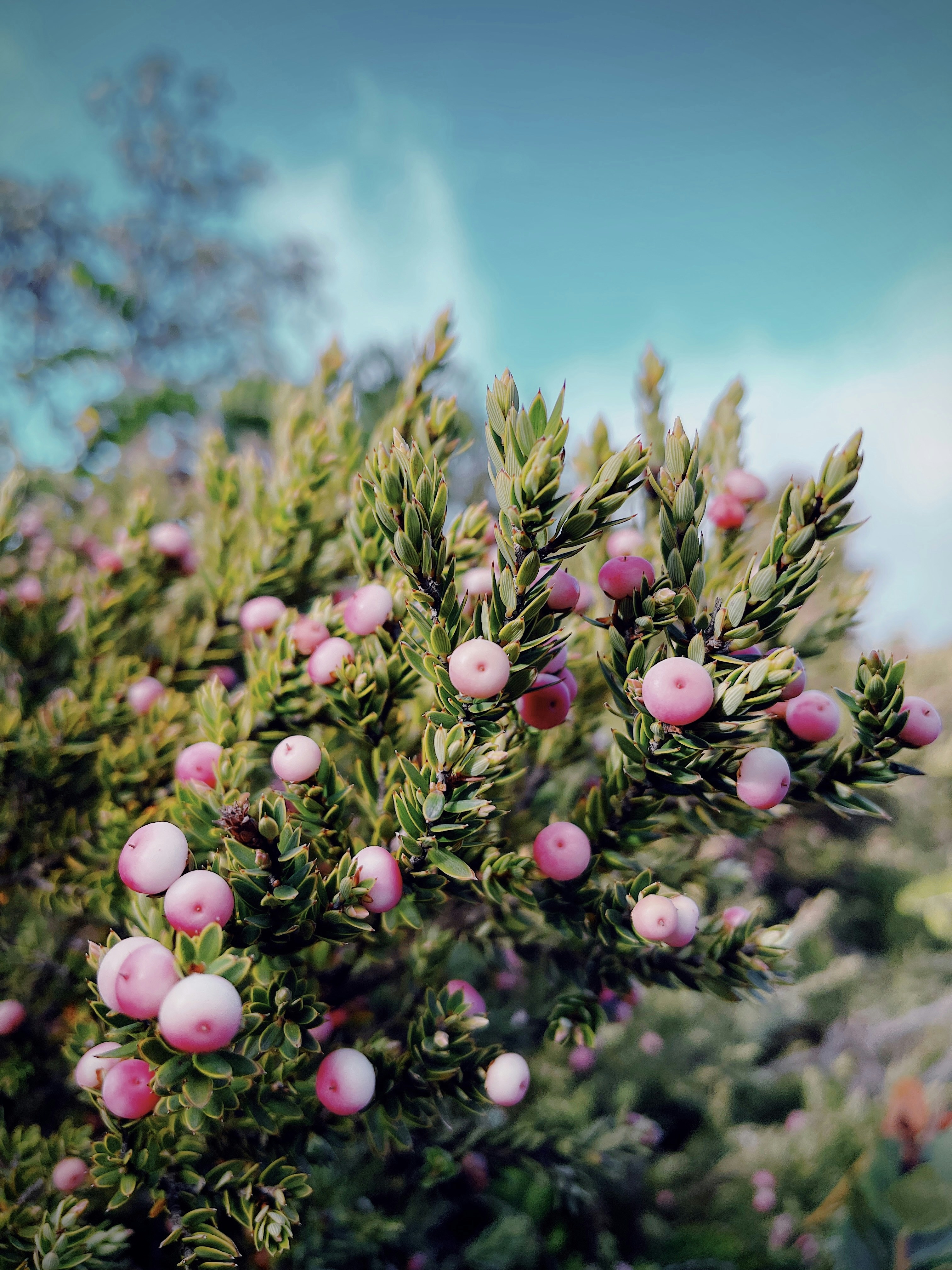 A close up of a bush with small pink flowers photo – Free Plant Image ...