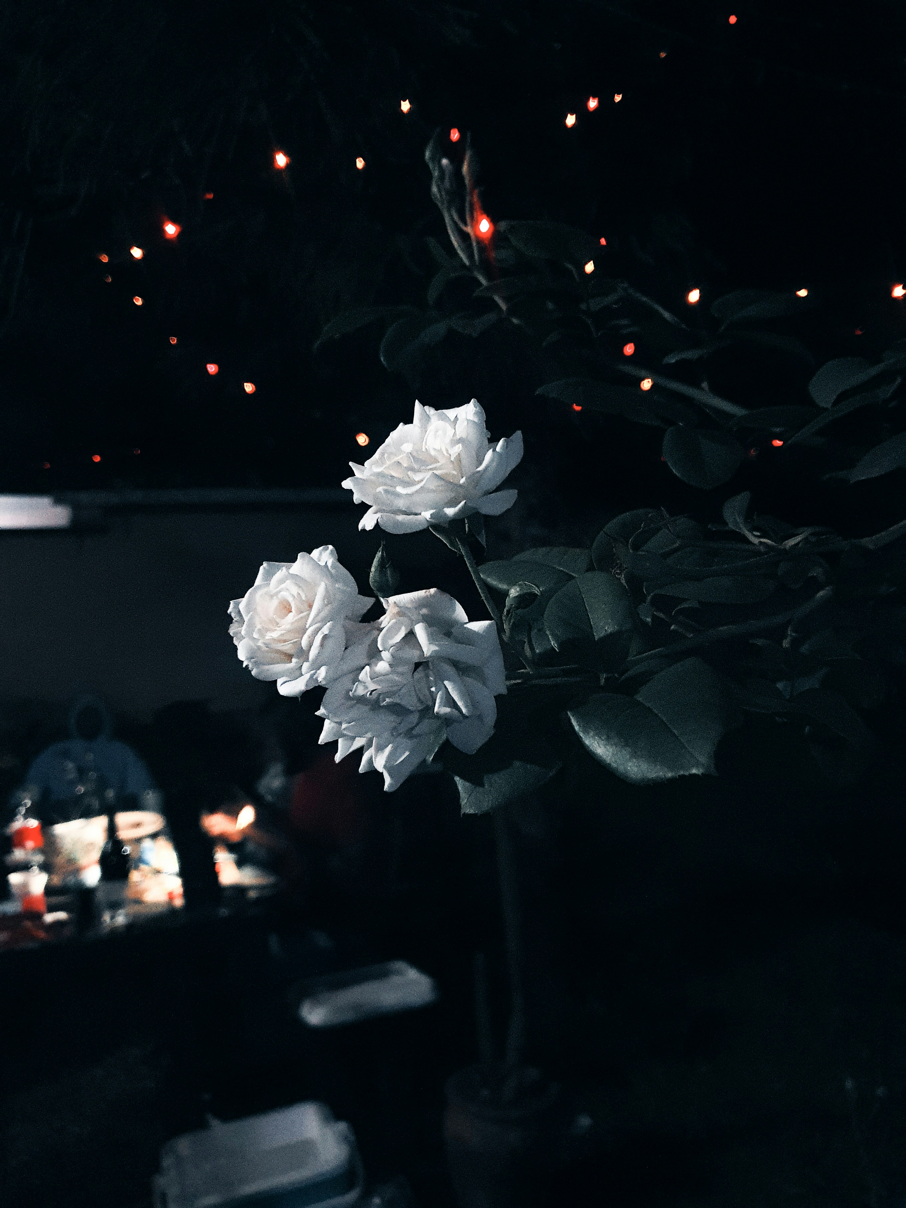 White Roses in Night Garden Under Soft Fairy Lights