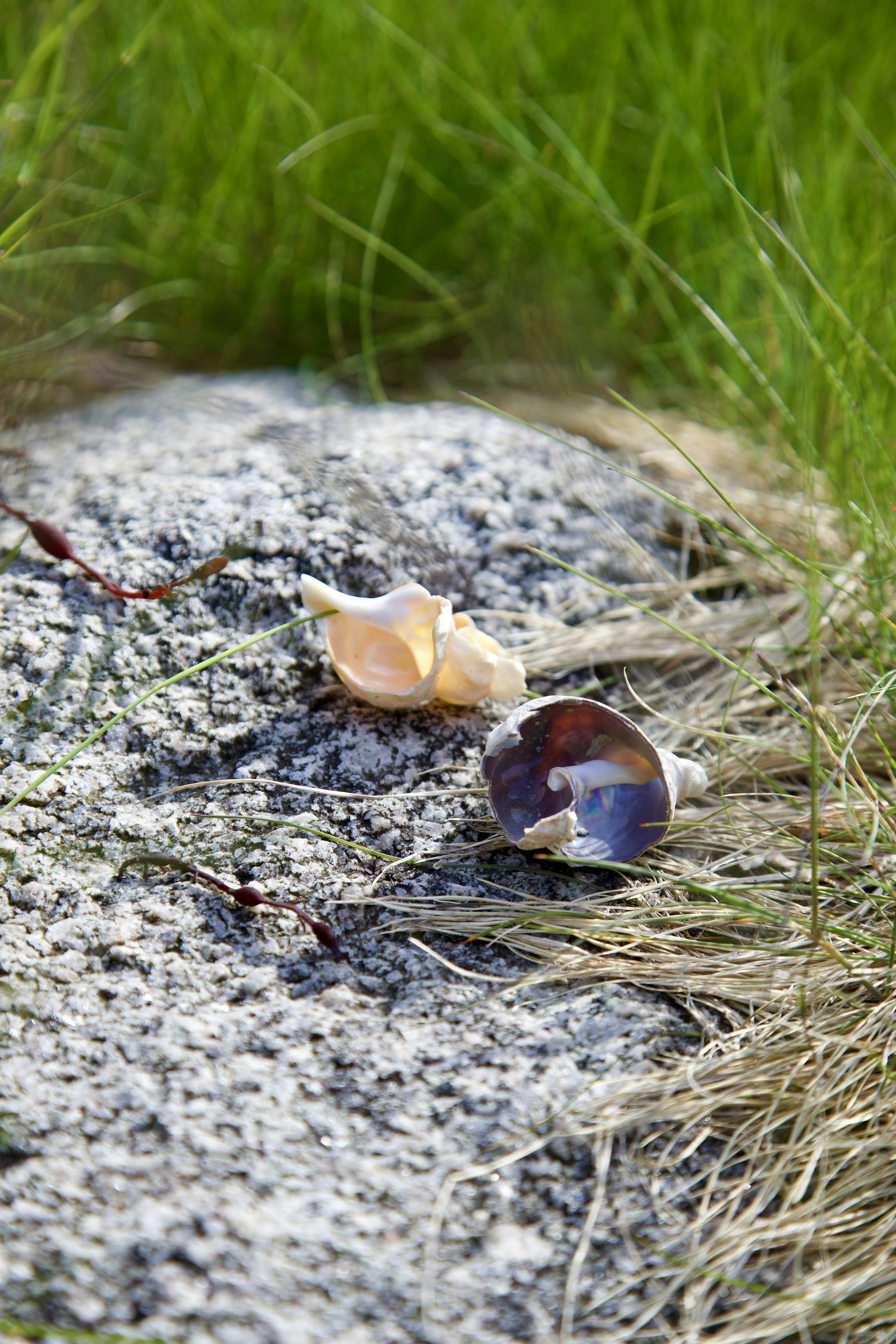 Two seashells on a rock in the grass photo – Free Norway Image on Unsplash