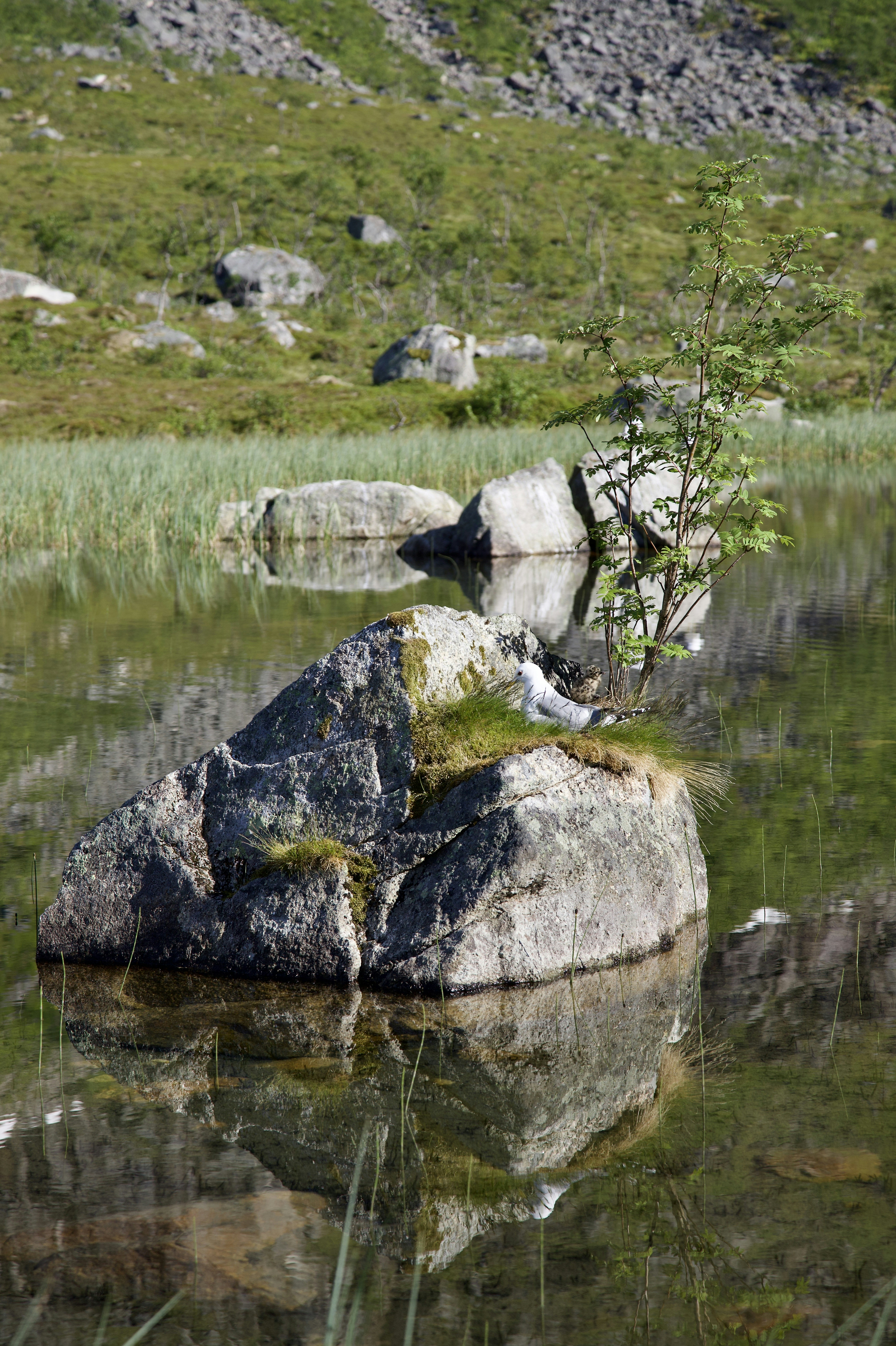 A small tree growing out of a rock in the water photo – Free Norway ...