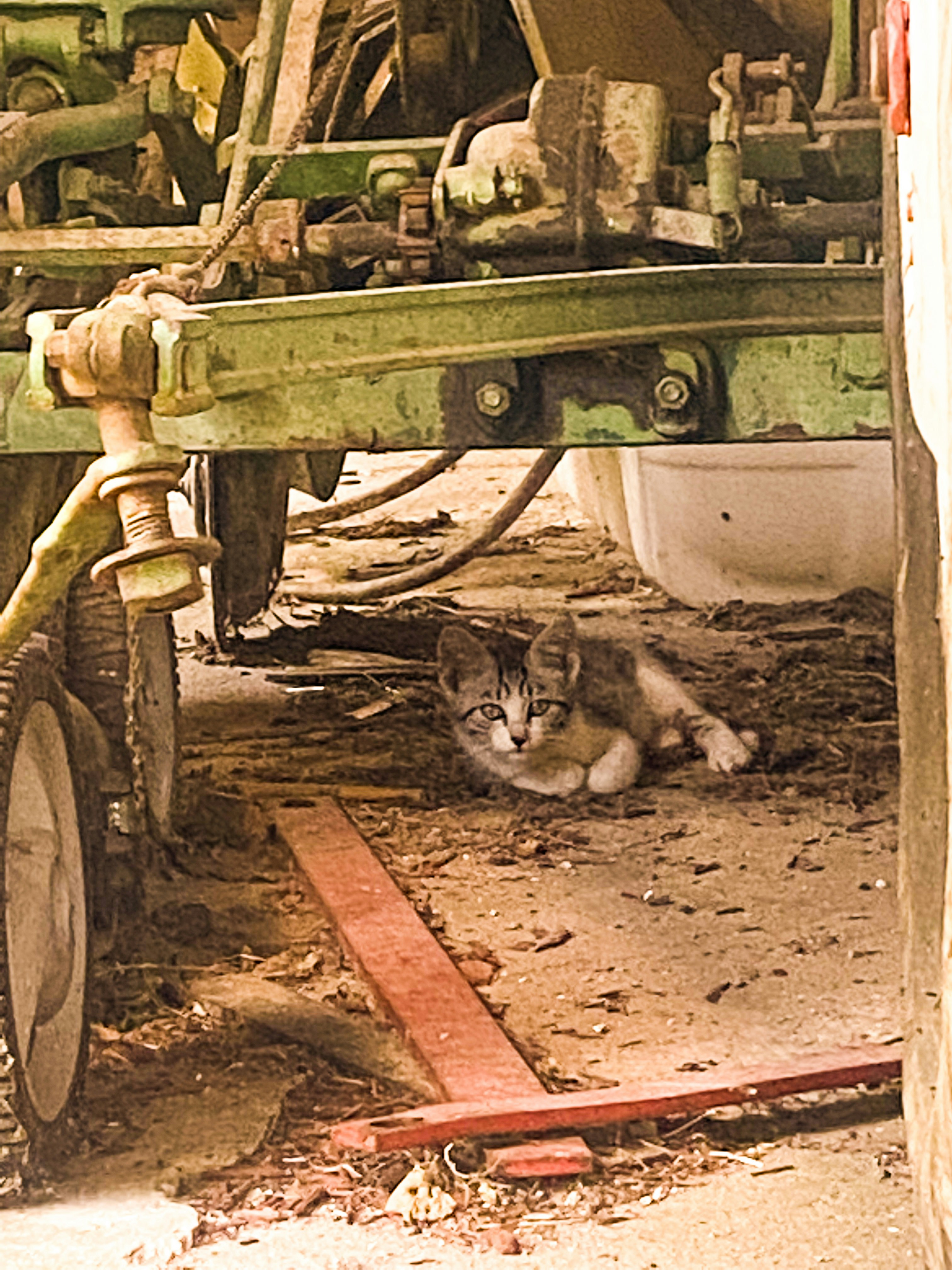Hidden Paws Beneath the Green Machinery