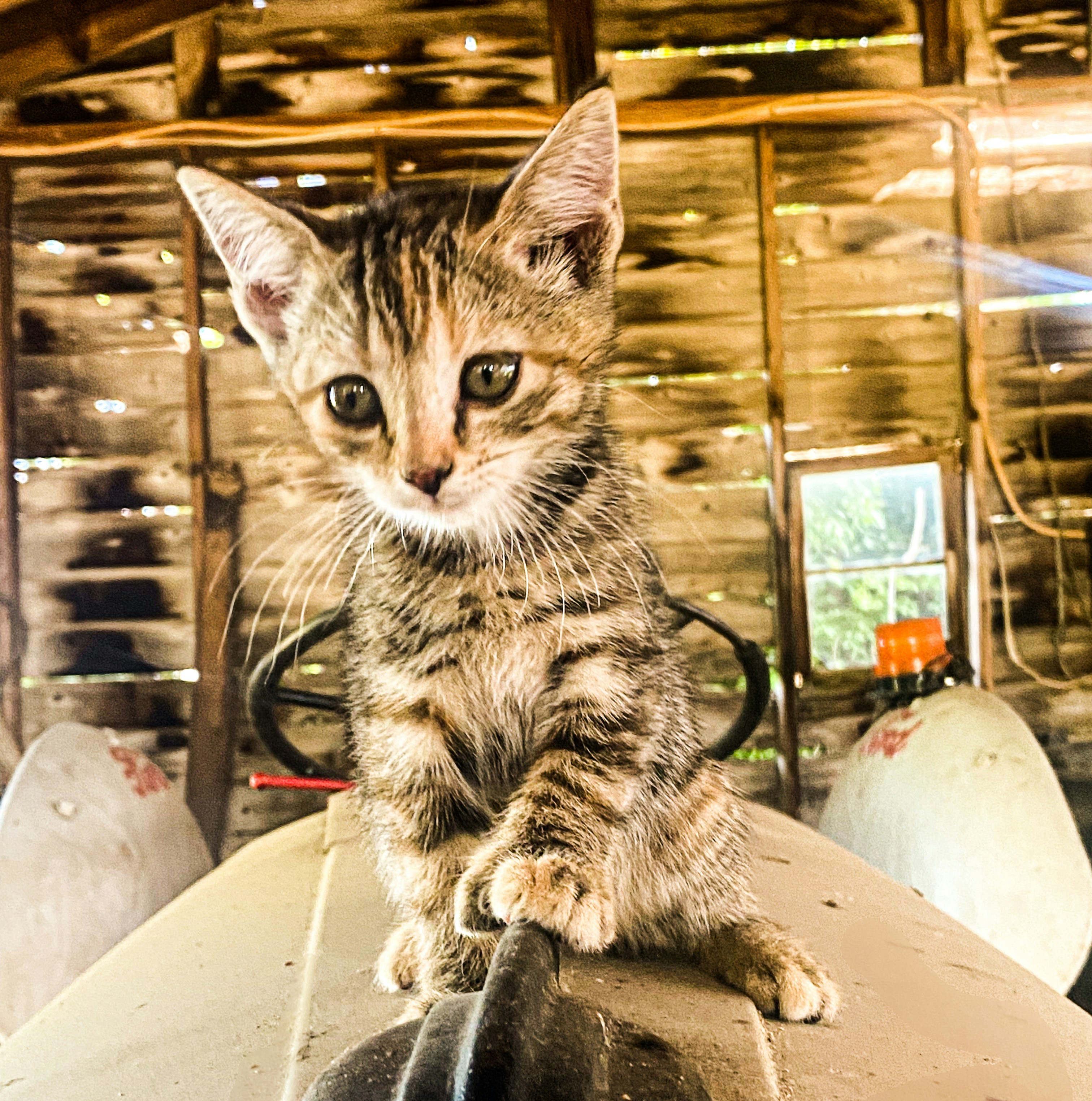 Curious Kitten Scout on a Boat Bow