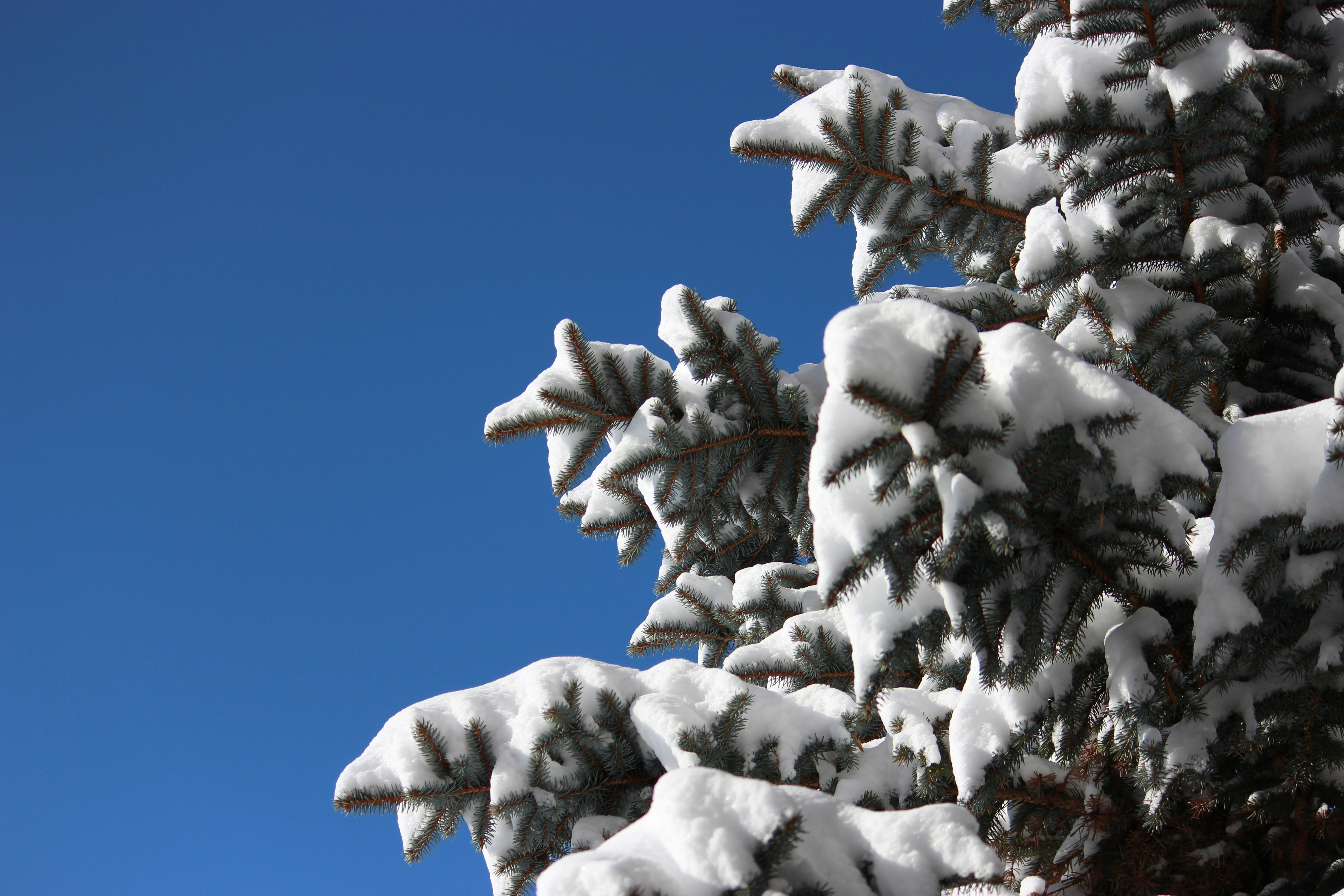 Snow Tree Pictures | Download Free Images on Unsplash