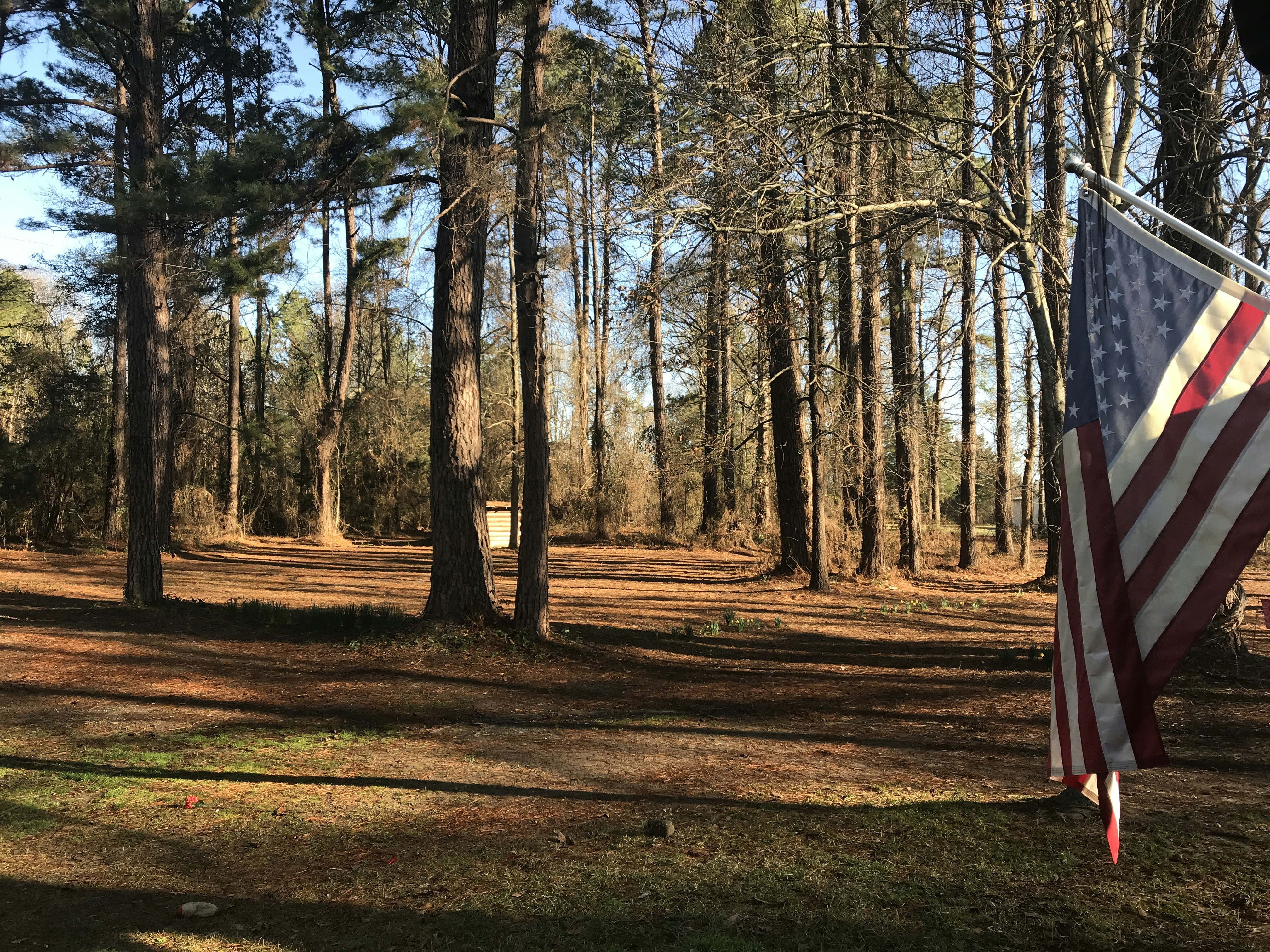 Flag at the Edge of the Pines