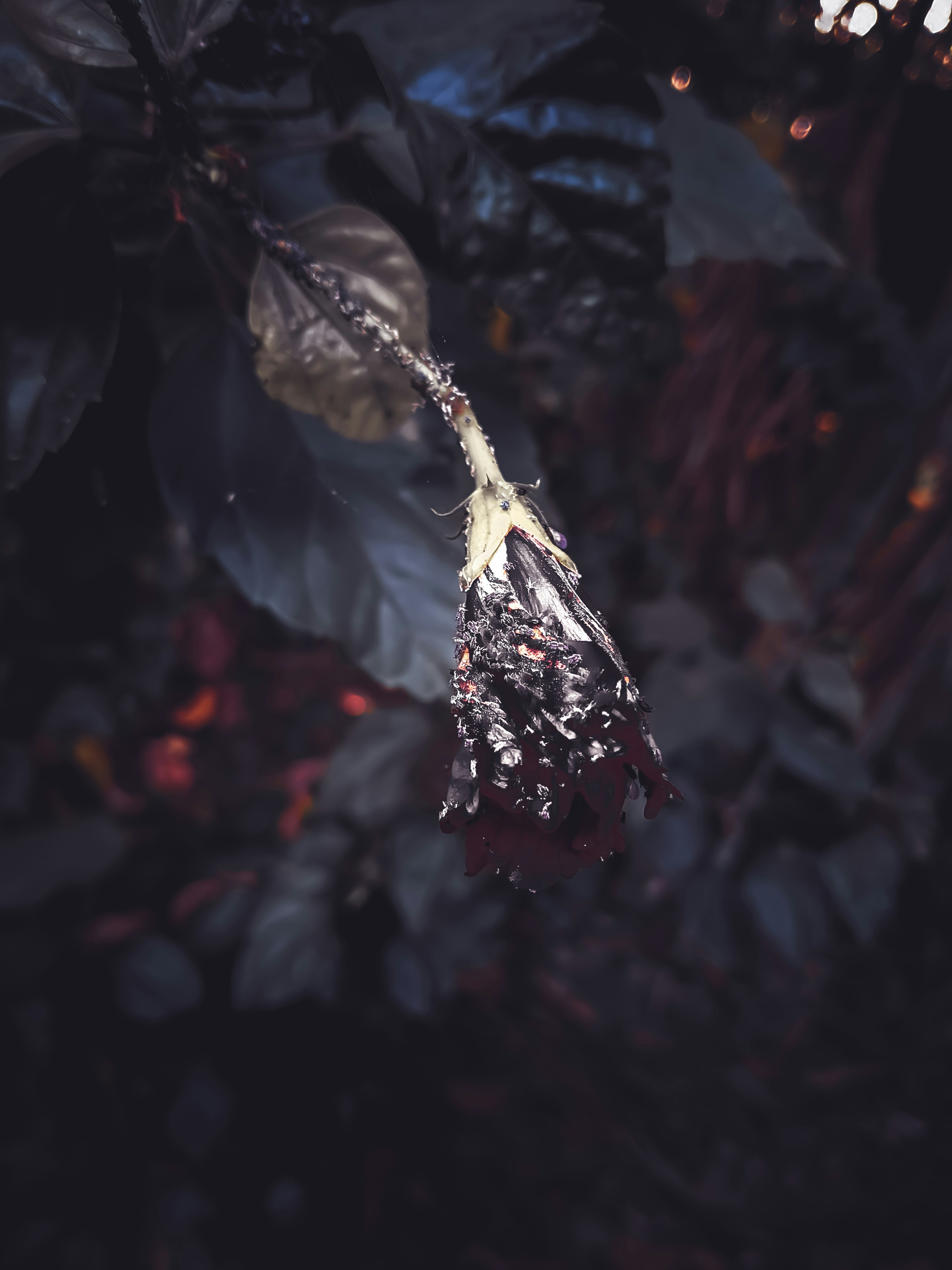 Frost-coated rosebud hangs against a dark, blurred background, with ice crystals clinging to the petals.