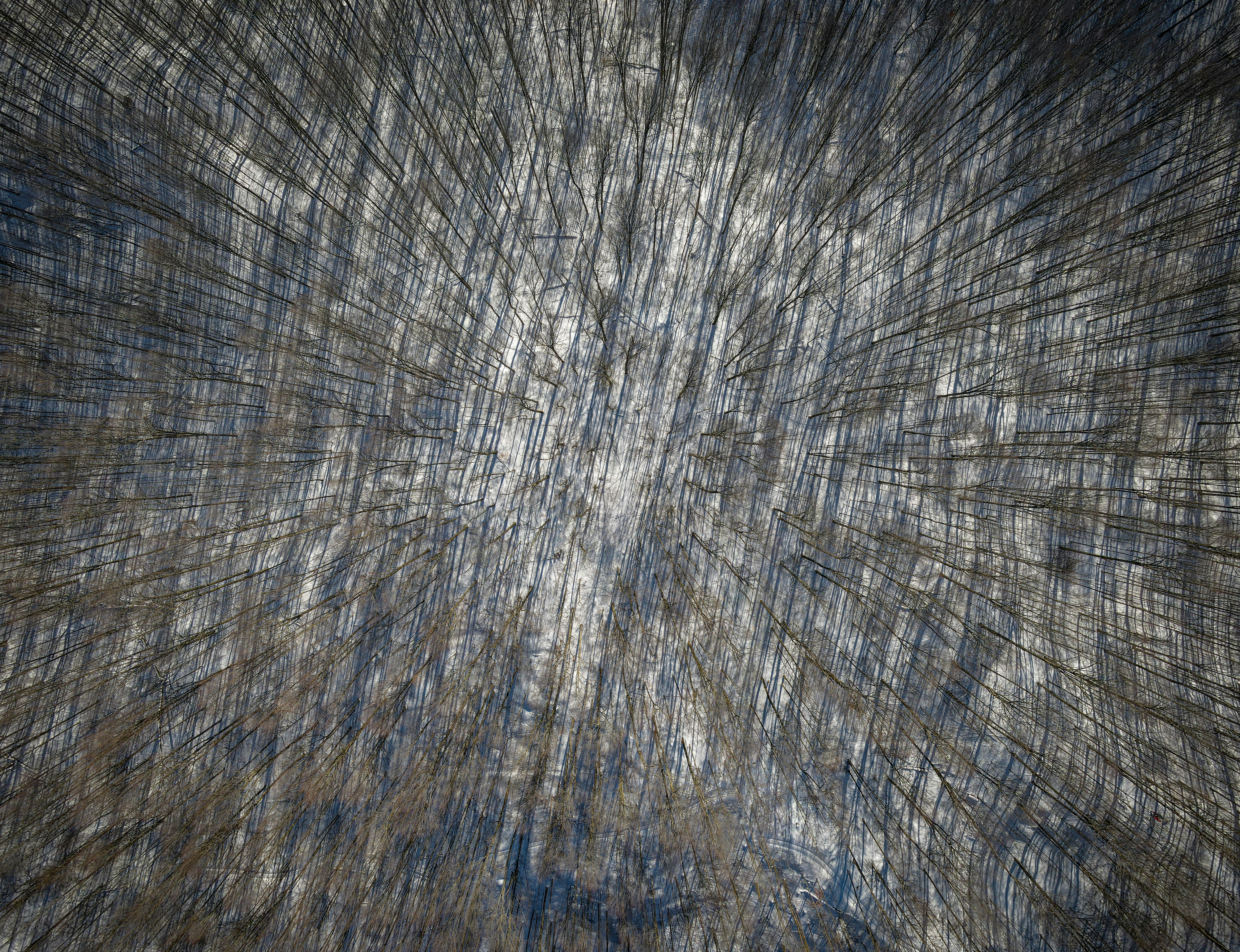Radial Echoes: An Aerial Close-Up of a Tree Ring Core