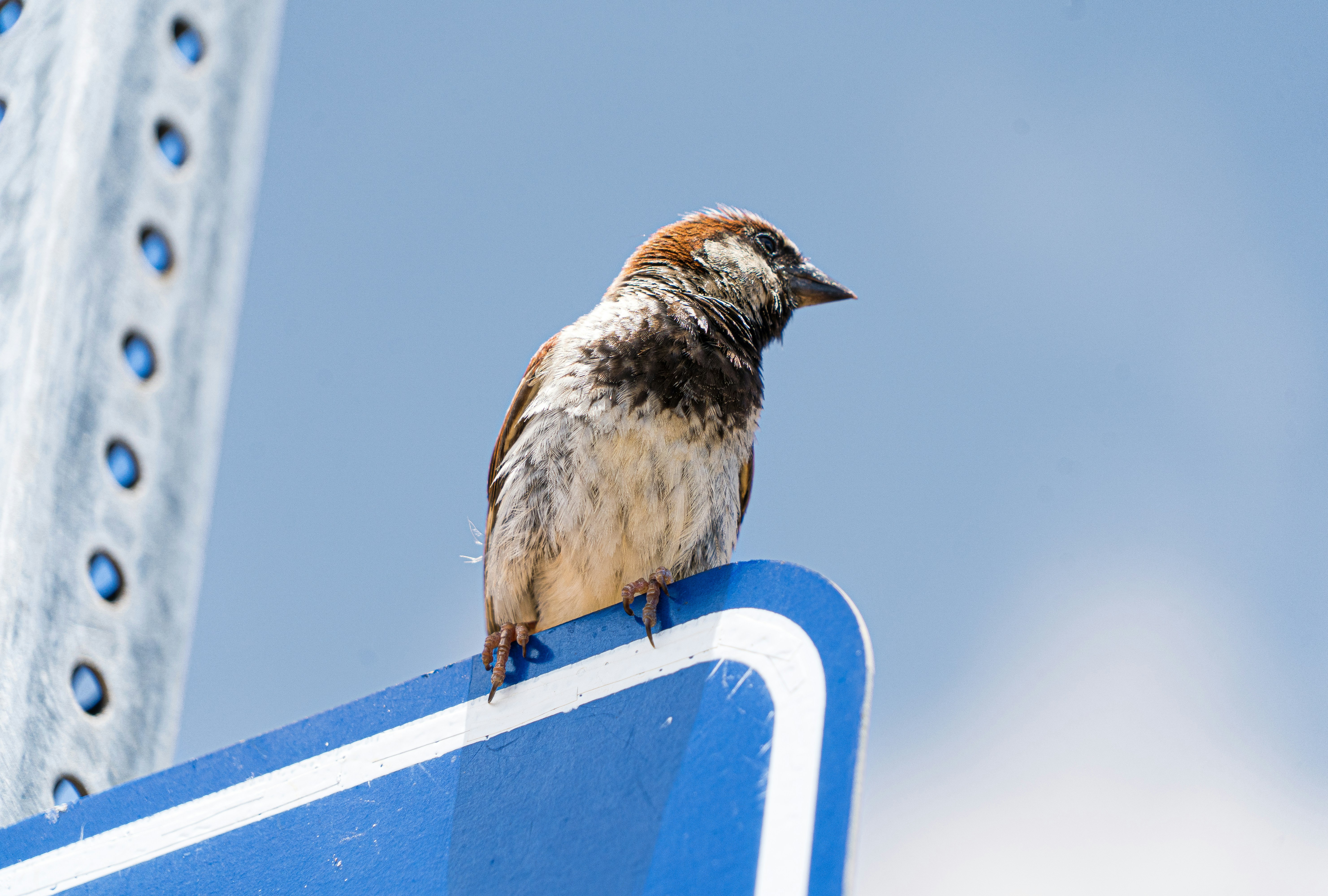 Perch on Blue: A Sparrow's Quiet Signpost Moment