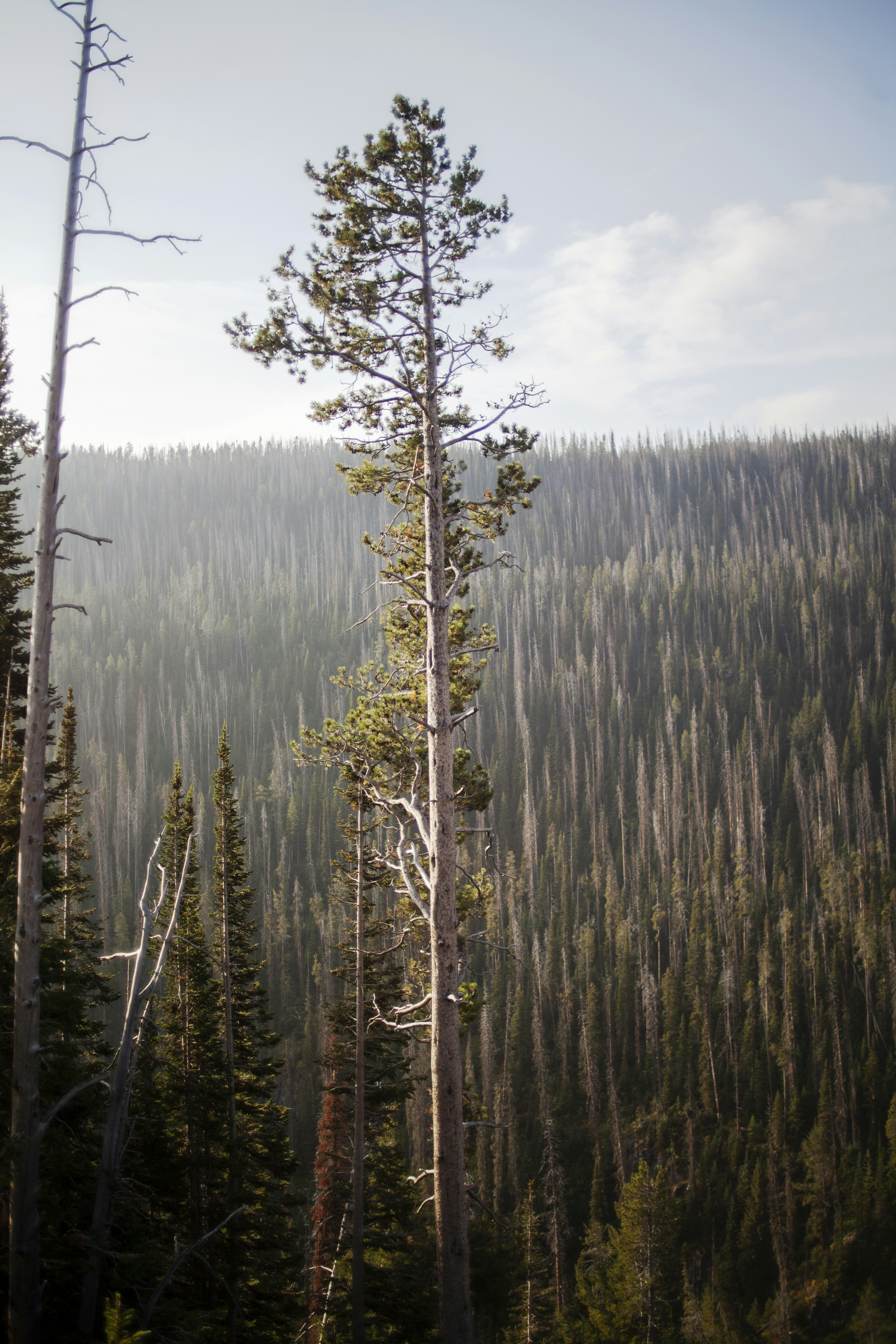 Yellowstone National Park.