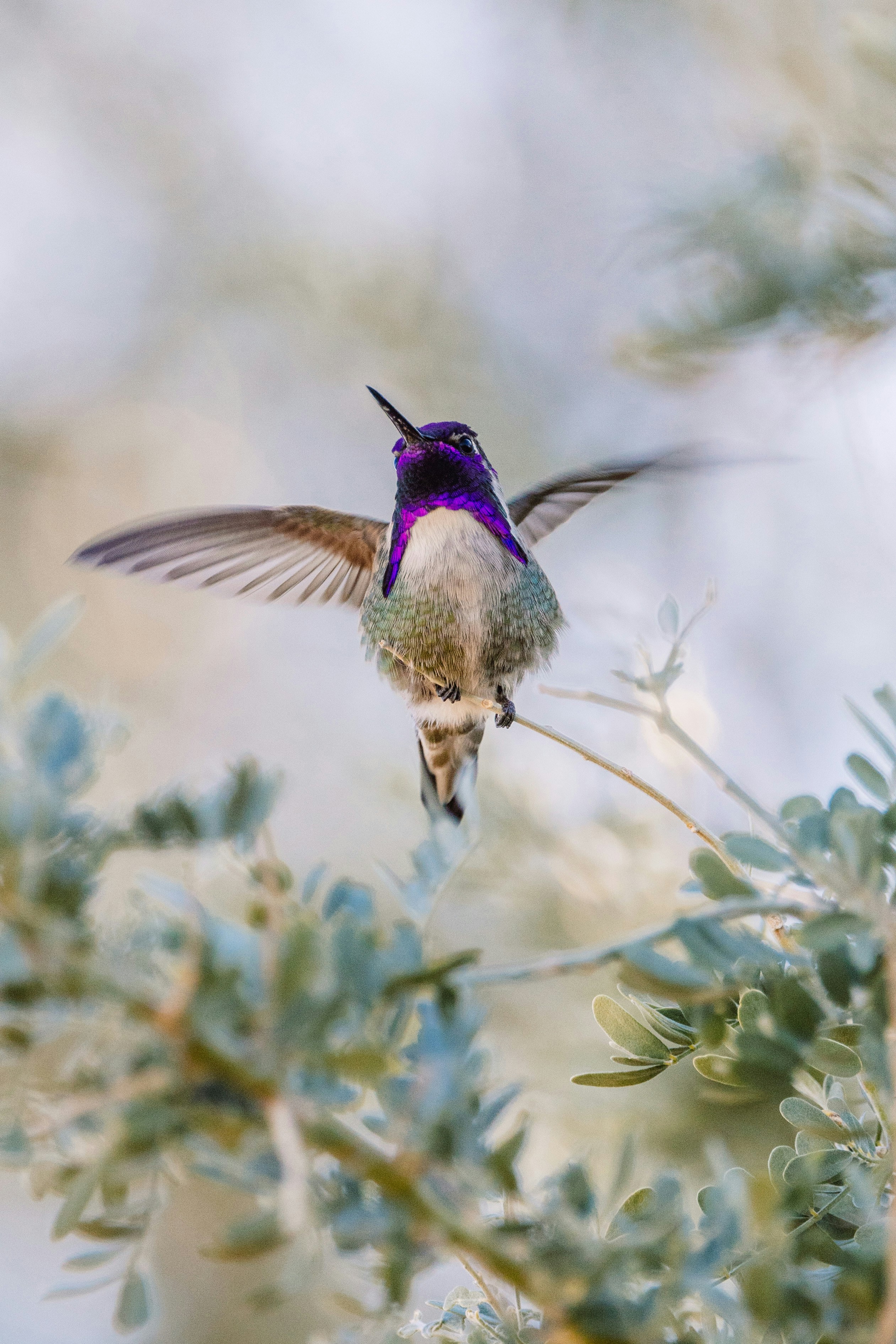 A hummingbird flying through a tree filled with green leaves photo ...
